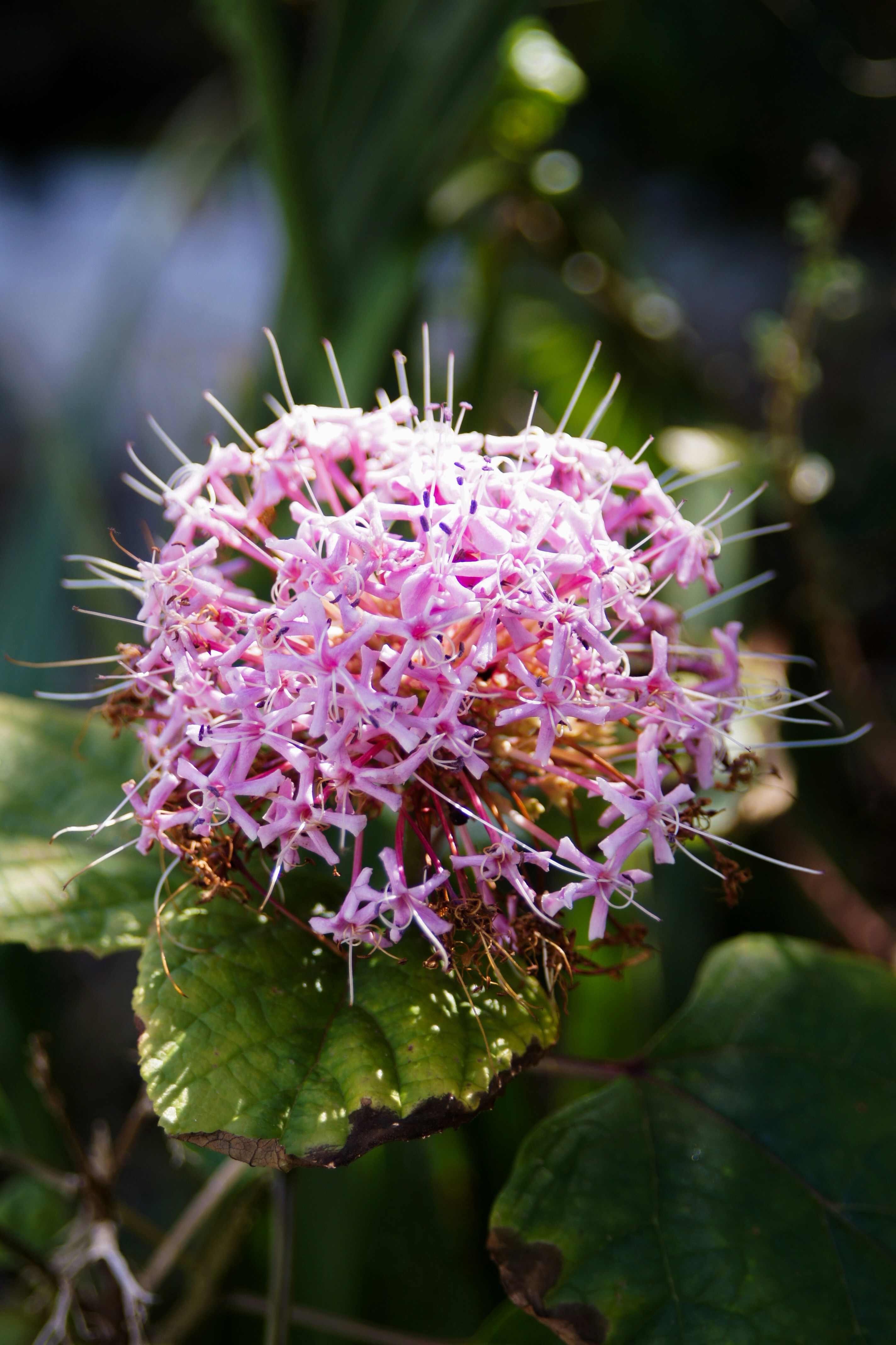 A cluster of small pink flowers with white tips.
