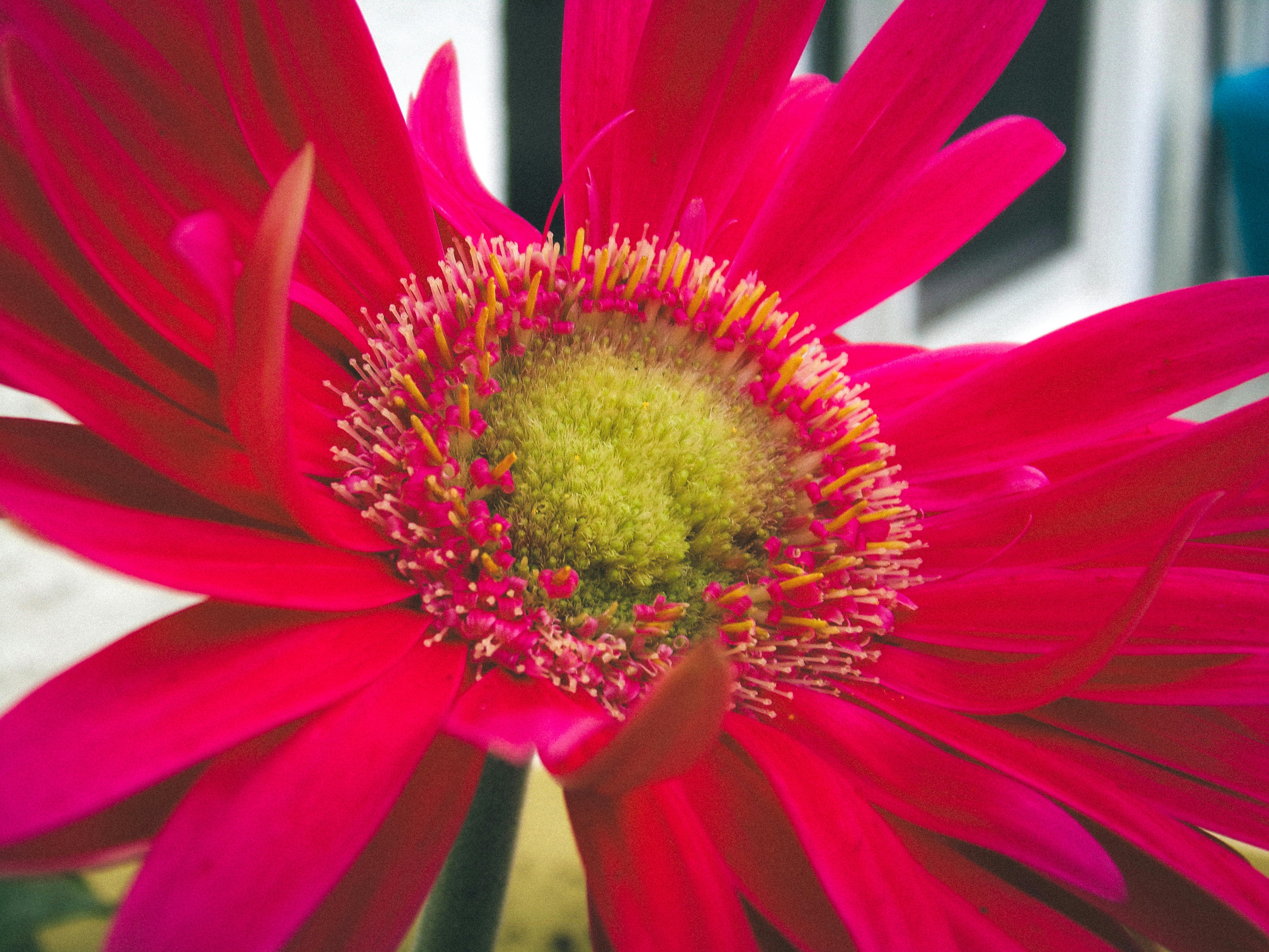 Close-up of a vibrant pink gerbera daisy flower.