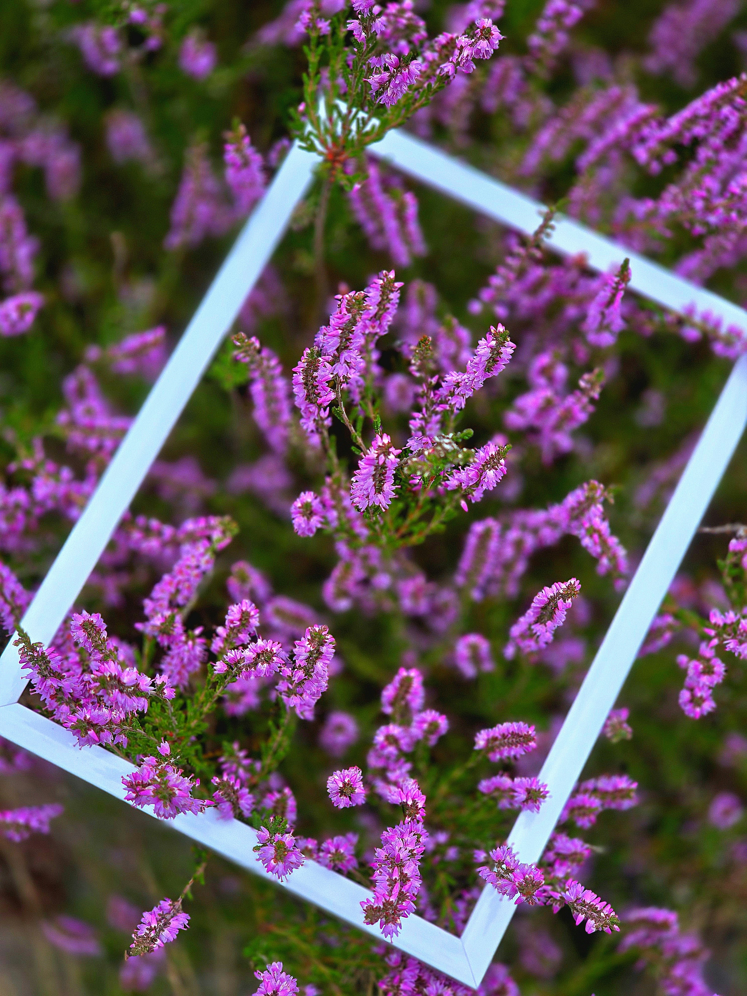 Purple Whispers in a Framed Meadow