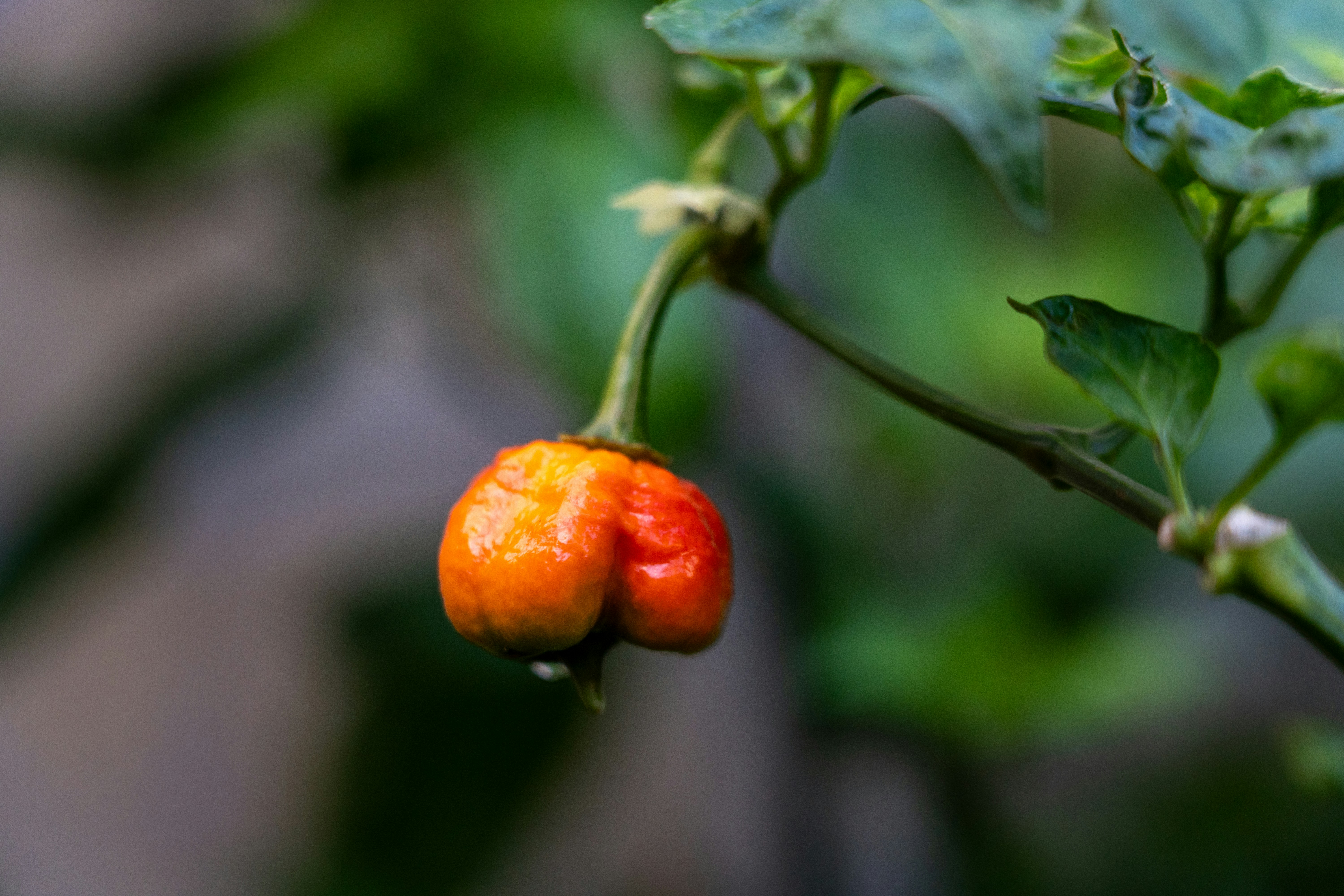 A single ripe chili pepper hangs from a branch. photo – Free ...