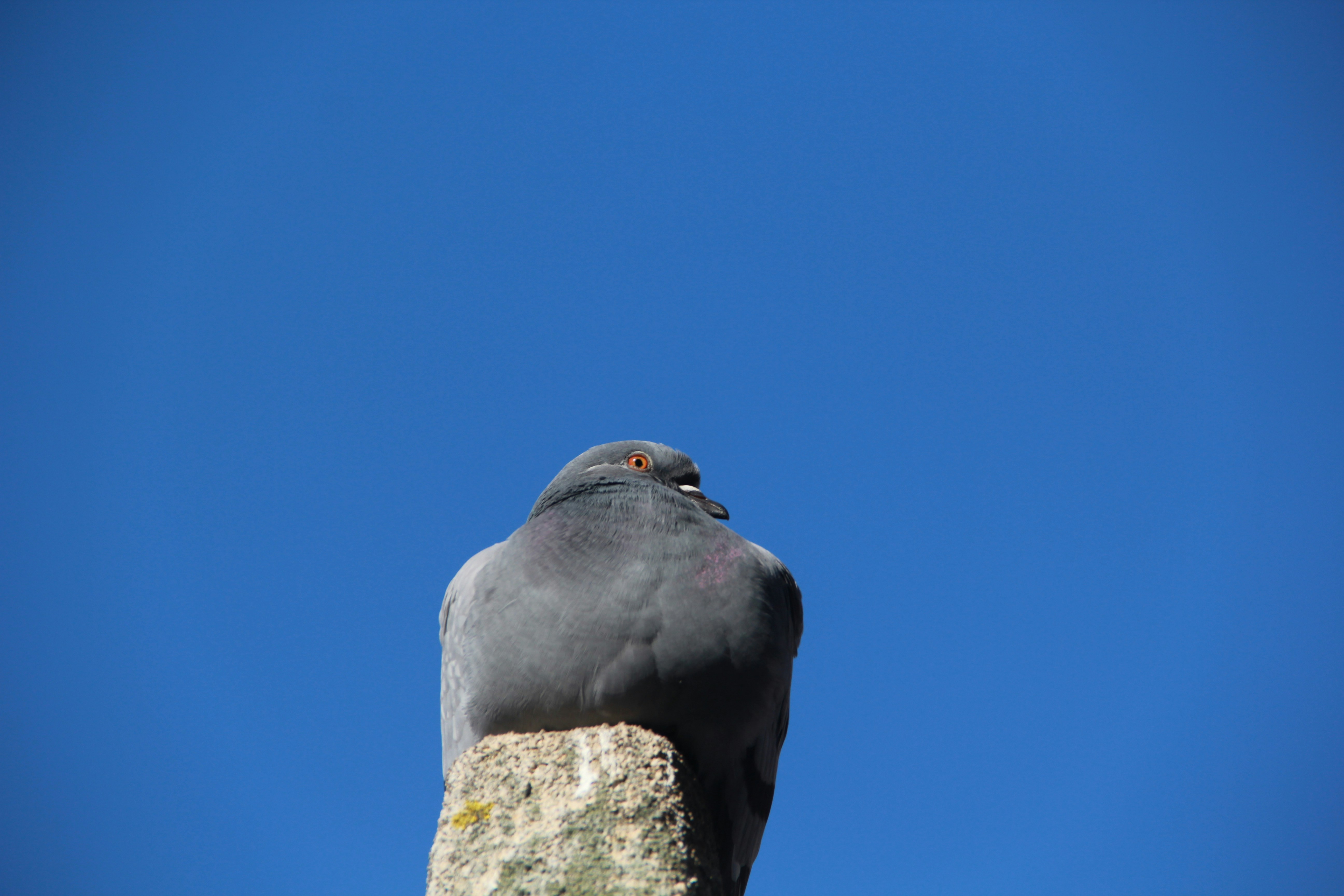 Rocksteady Sentinel: Pigeon on a Peak under a Broad Blue Sky
