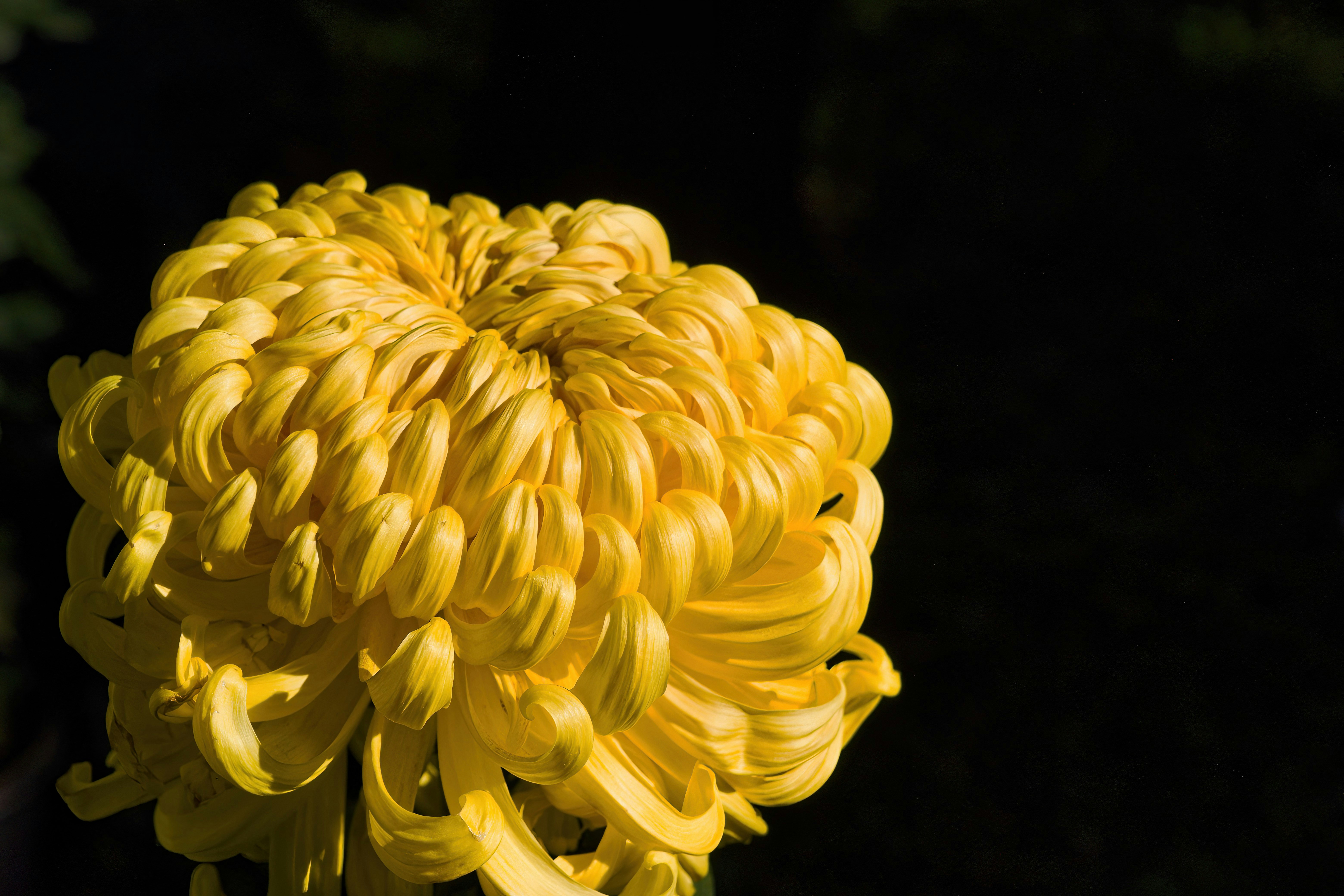 Golden Chrysanthemum in Velvet Darkness