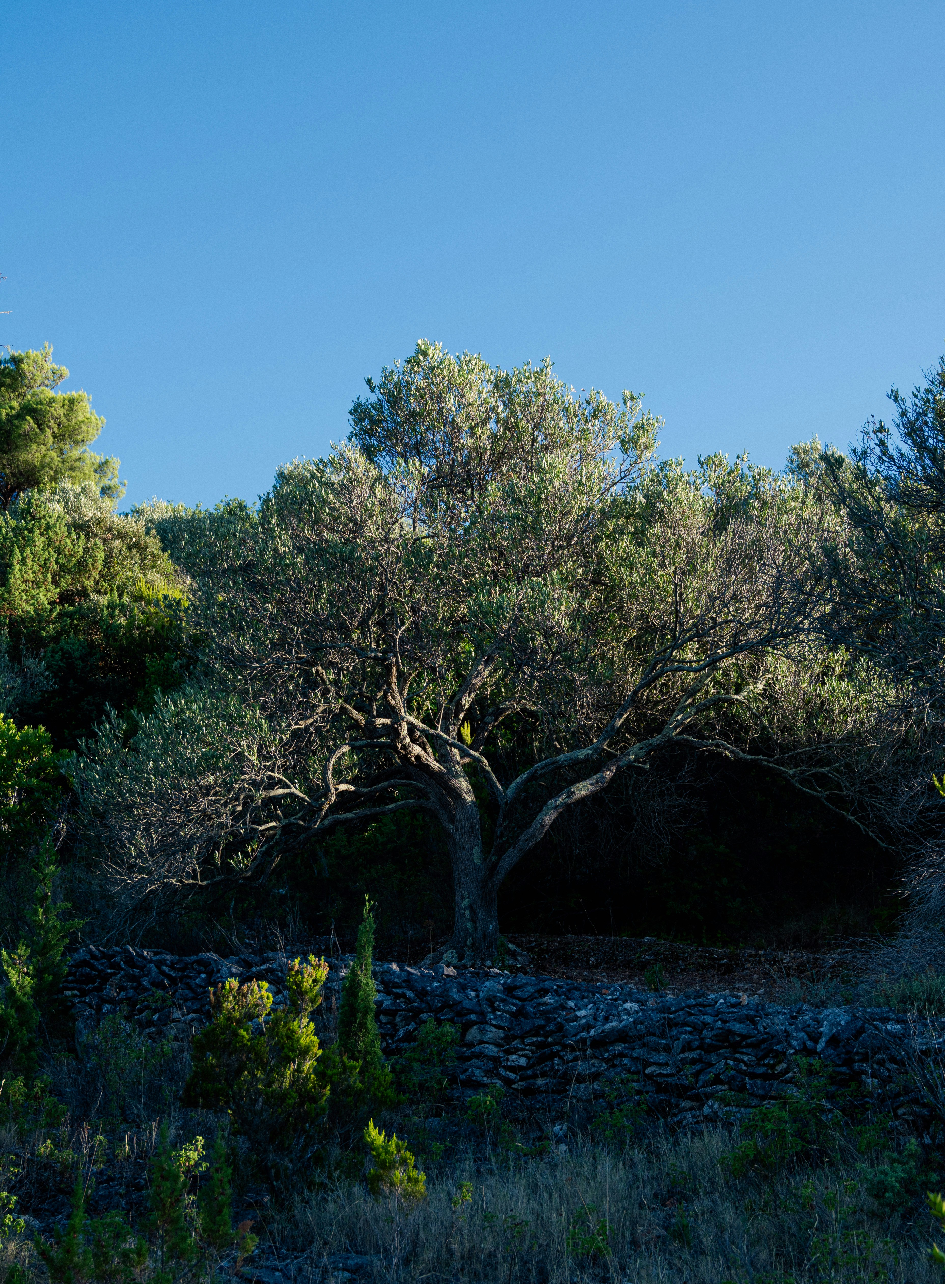 Ancient Olive Tree Standing Guard over a Quiet Ridge