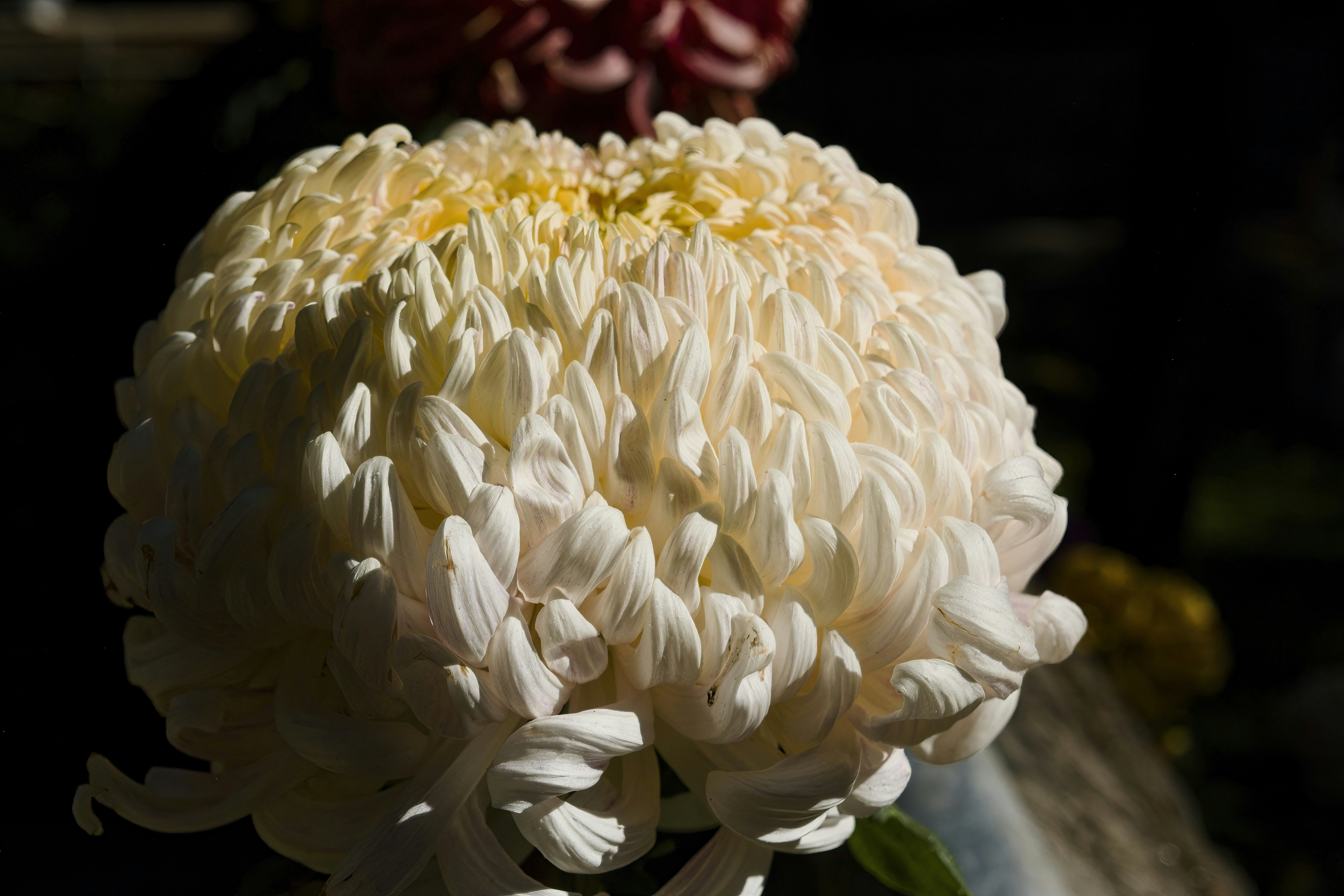 Cream Chrysanthemum in Stilled Spotlight