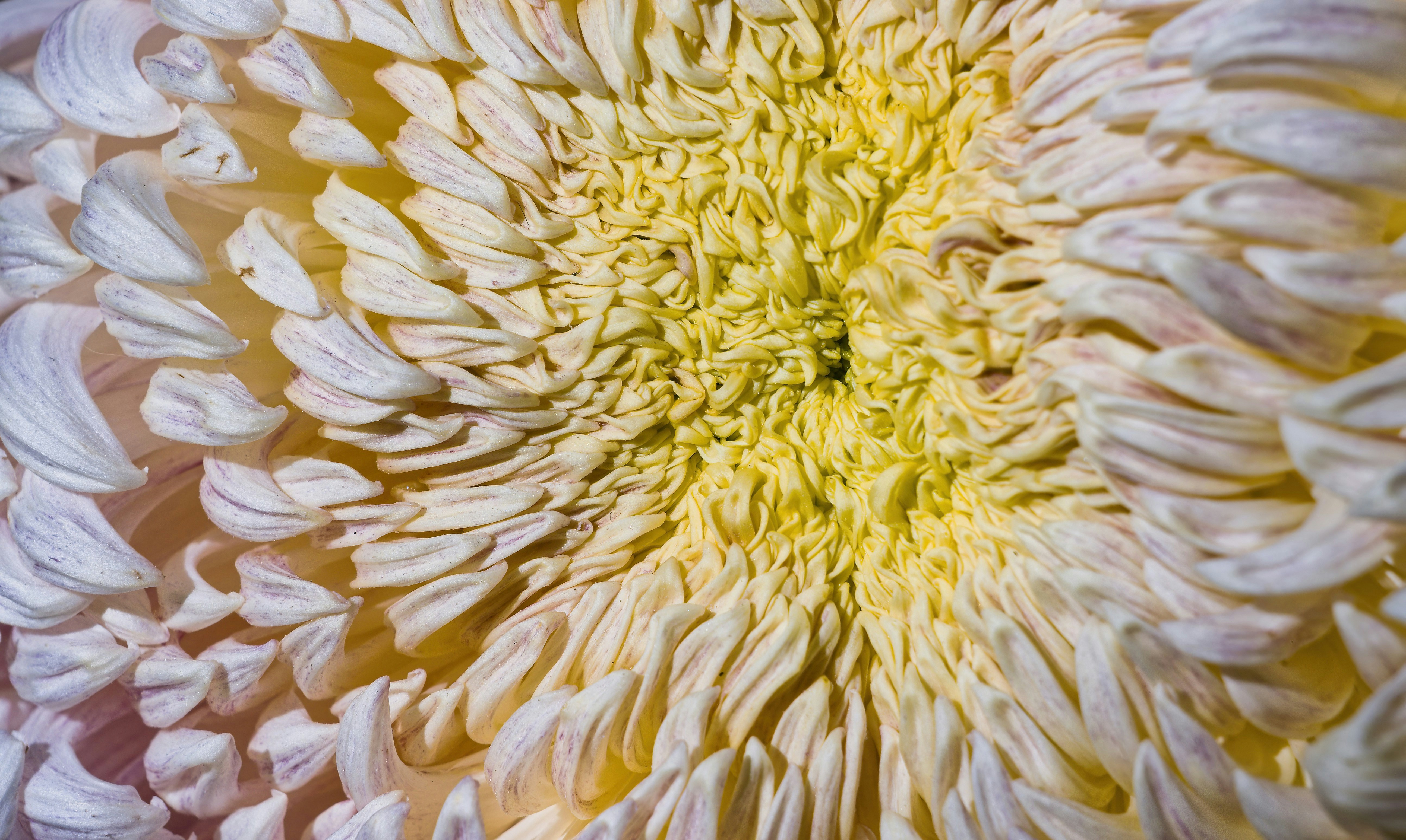 Flower close-up shows details of petals and central structure during daylight in a garden - Bright flower displays intricate patterns and soft colors under sunlight in a garden. The close-up reveals detailed petals swirling toward the center.
