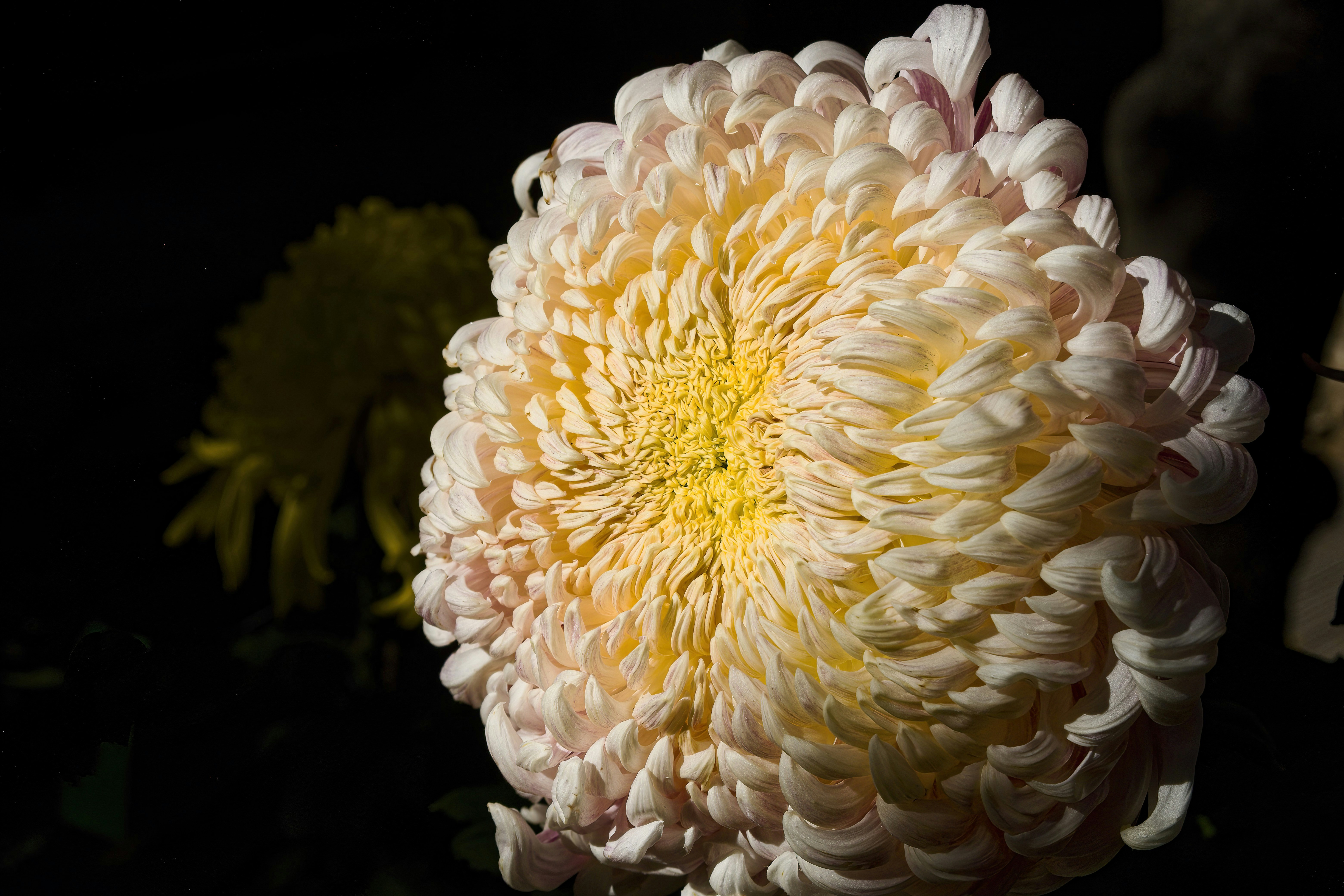 Beautiful flower blooms in garden during sunlight showing details of its petals and center - Large flower opens in garden during sunny day. The petals show subtle colors and the center stands out with yellow tones. Nearby flowers create a natural setting.