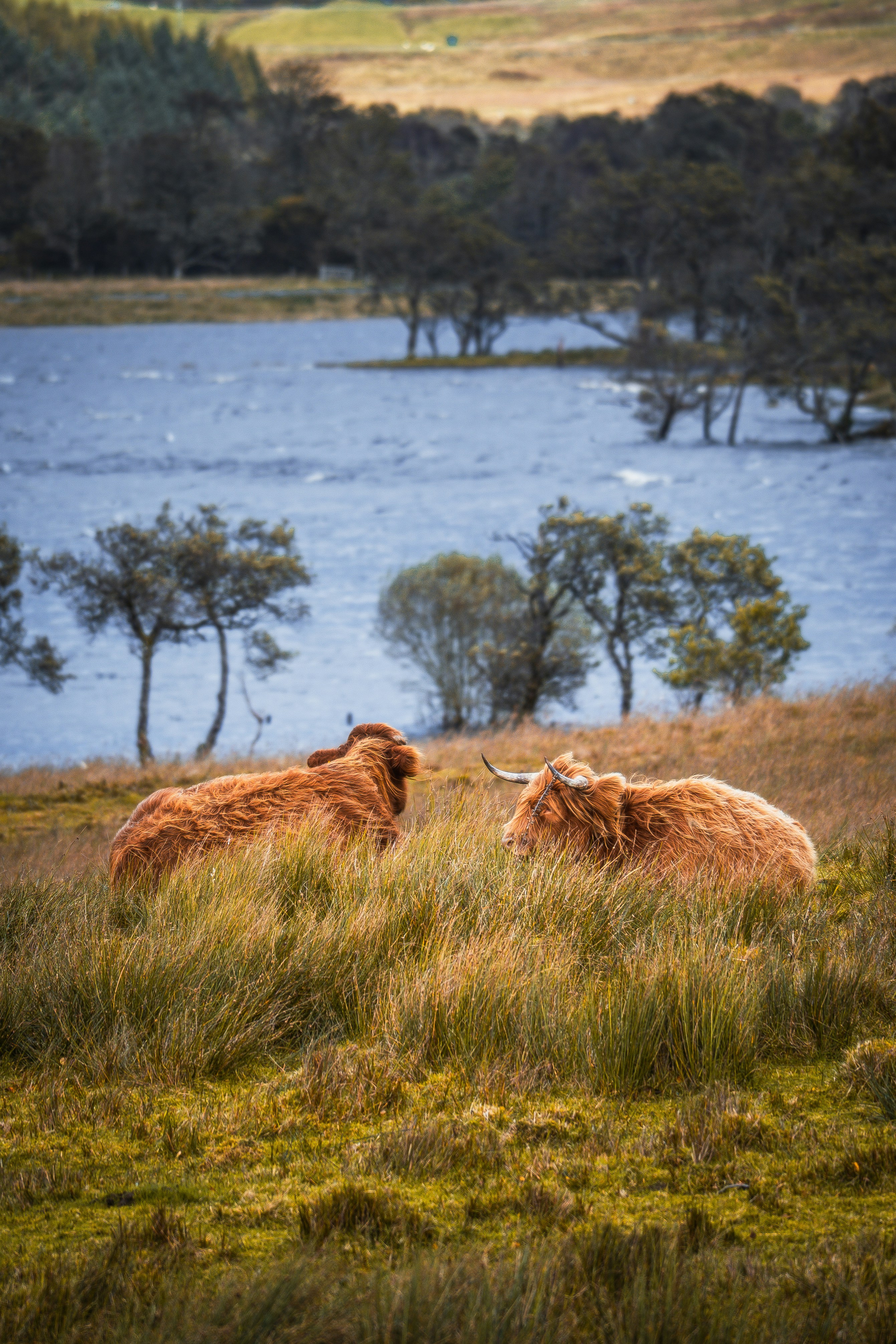 Two Highland cattle Resting in Wild Grassland by a Lake