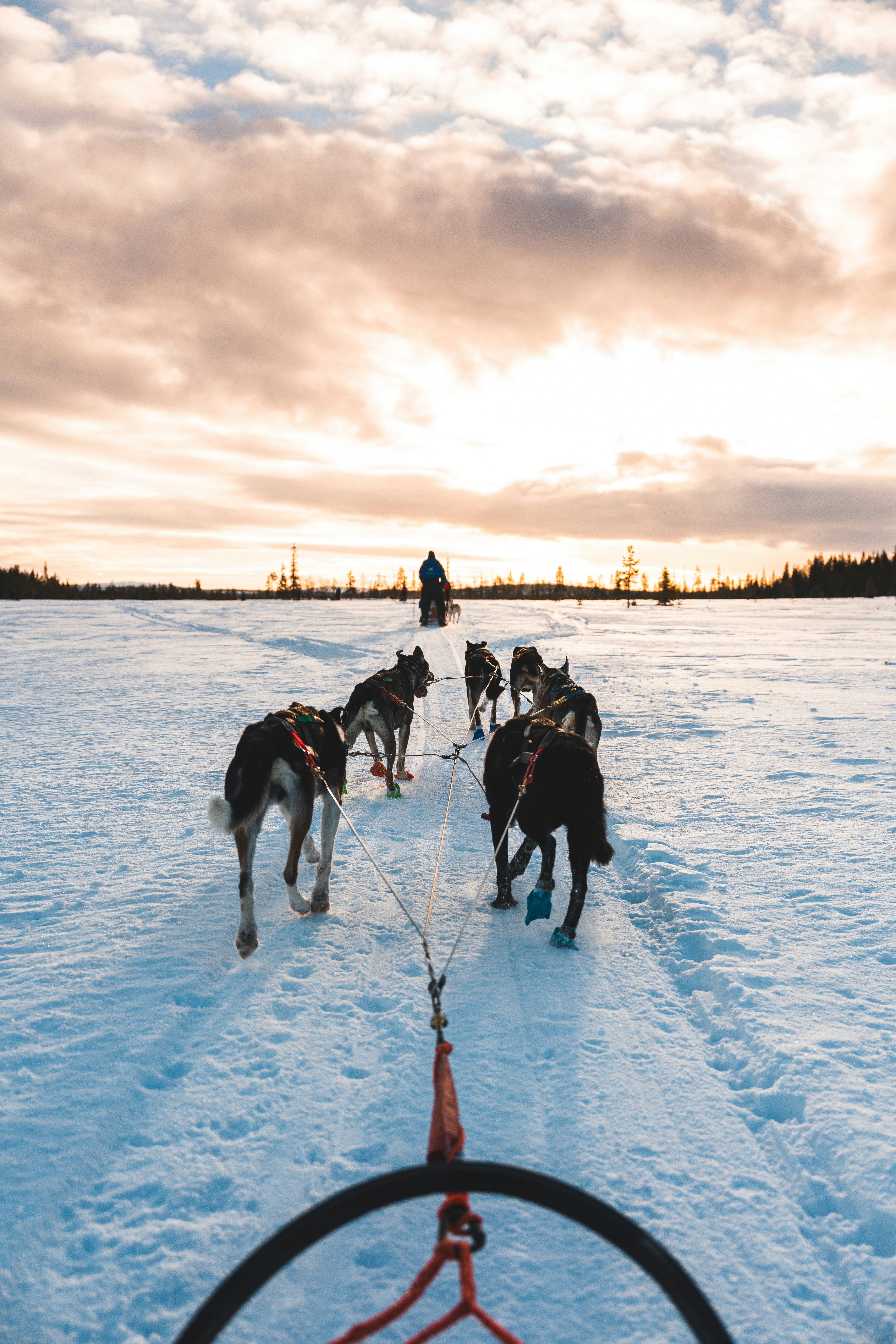 Snow Dogs in a Cold Dawn Tug Across a Nebula Sky