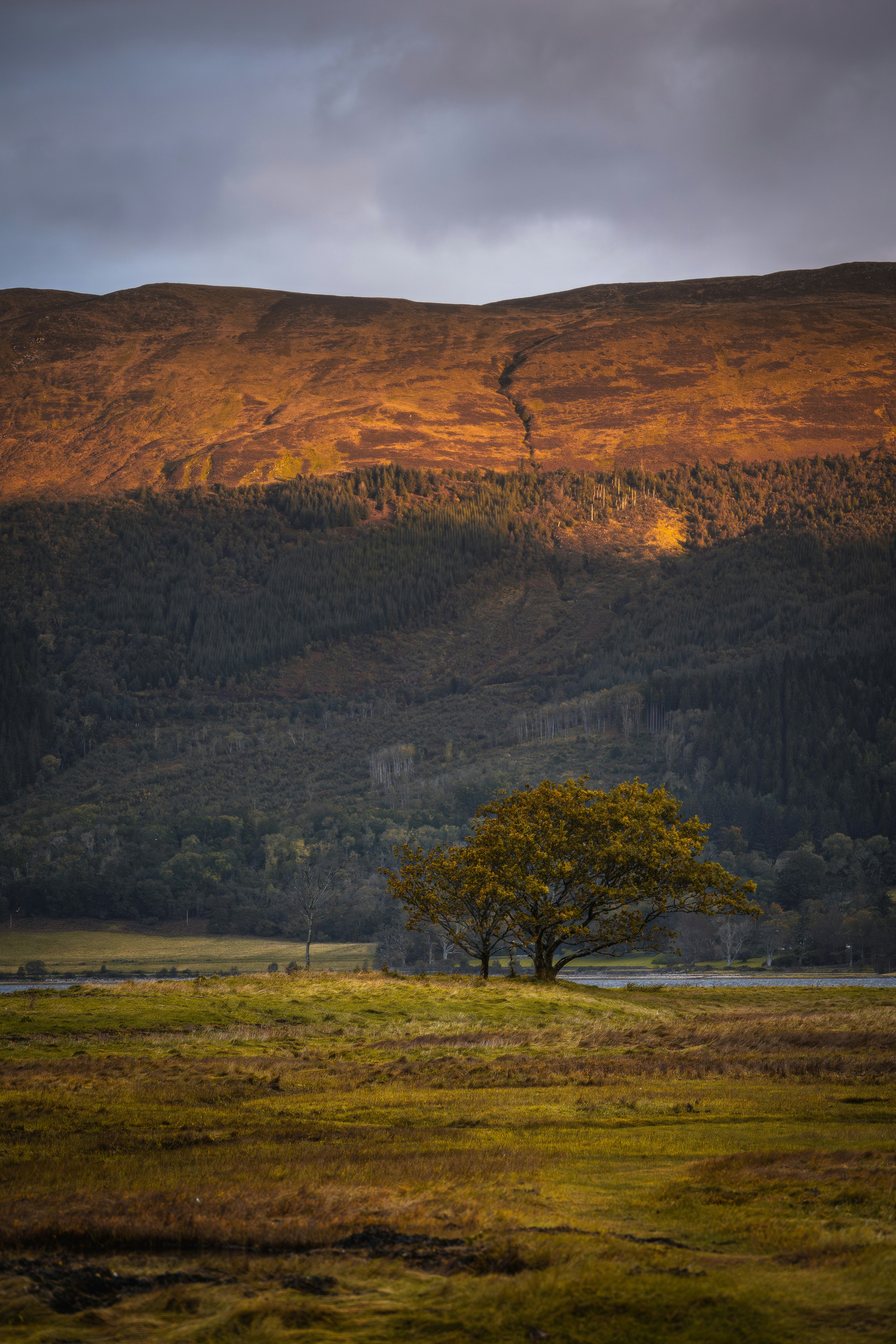 Lonely Tree Beneath a Golden Highland