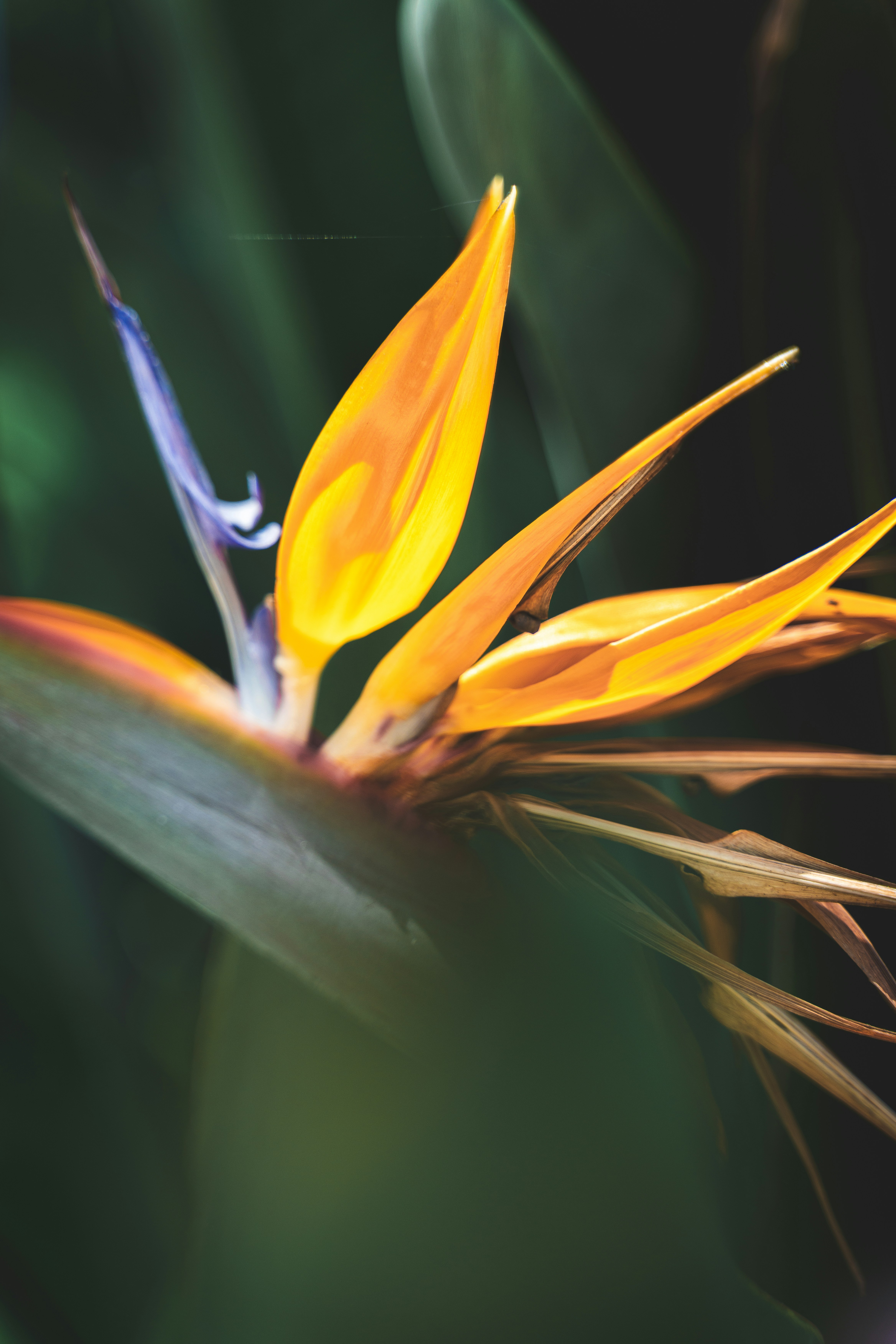 Tiger Lily in Focus: A Burst of Orange Against Quiet Green