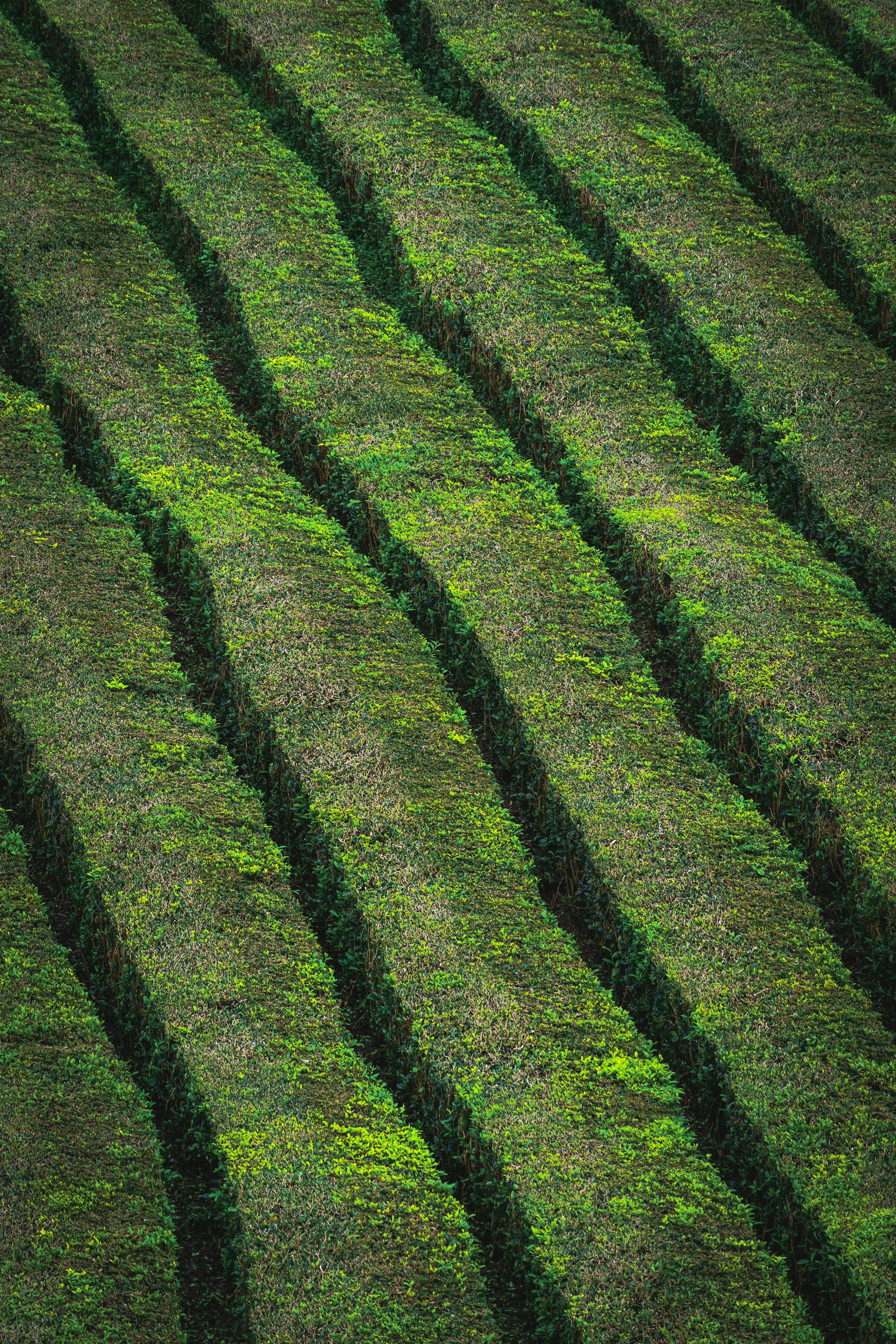 Sunlit furrows: emerald bands rippling across a cultivated field