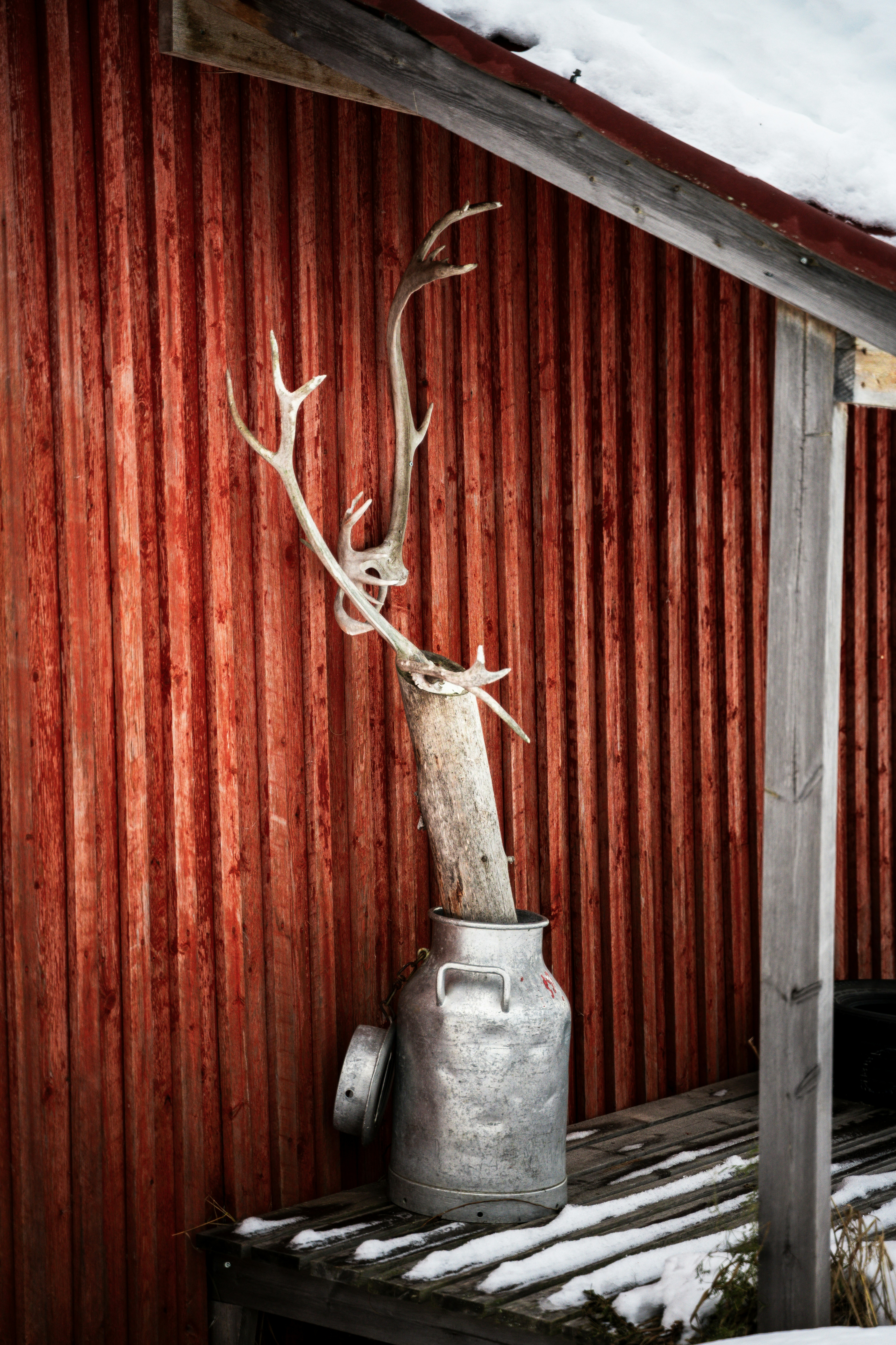 Antler Portrait in a Red Barn Nook
