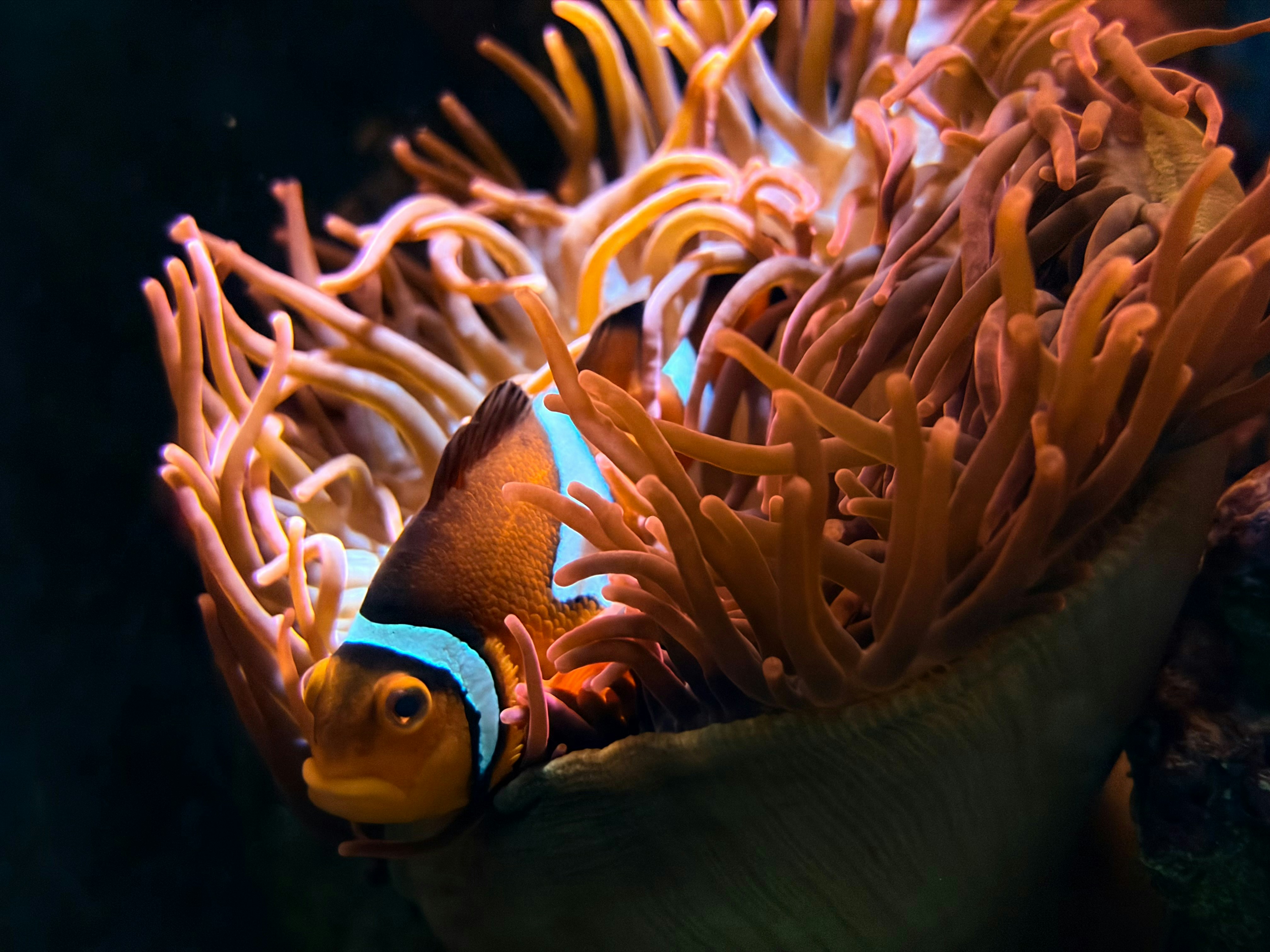 Clownfish in his House