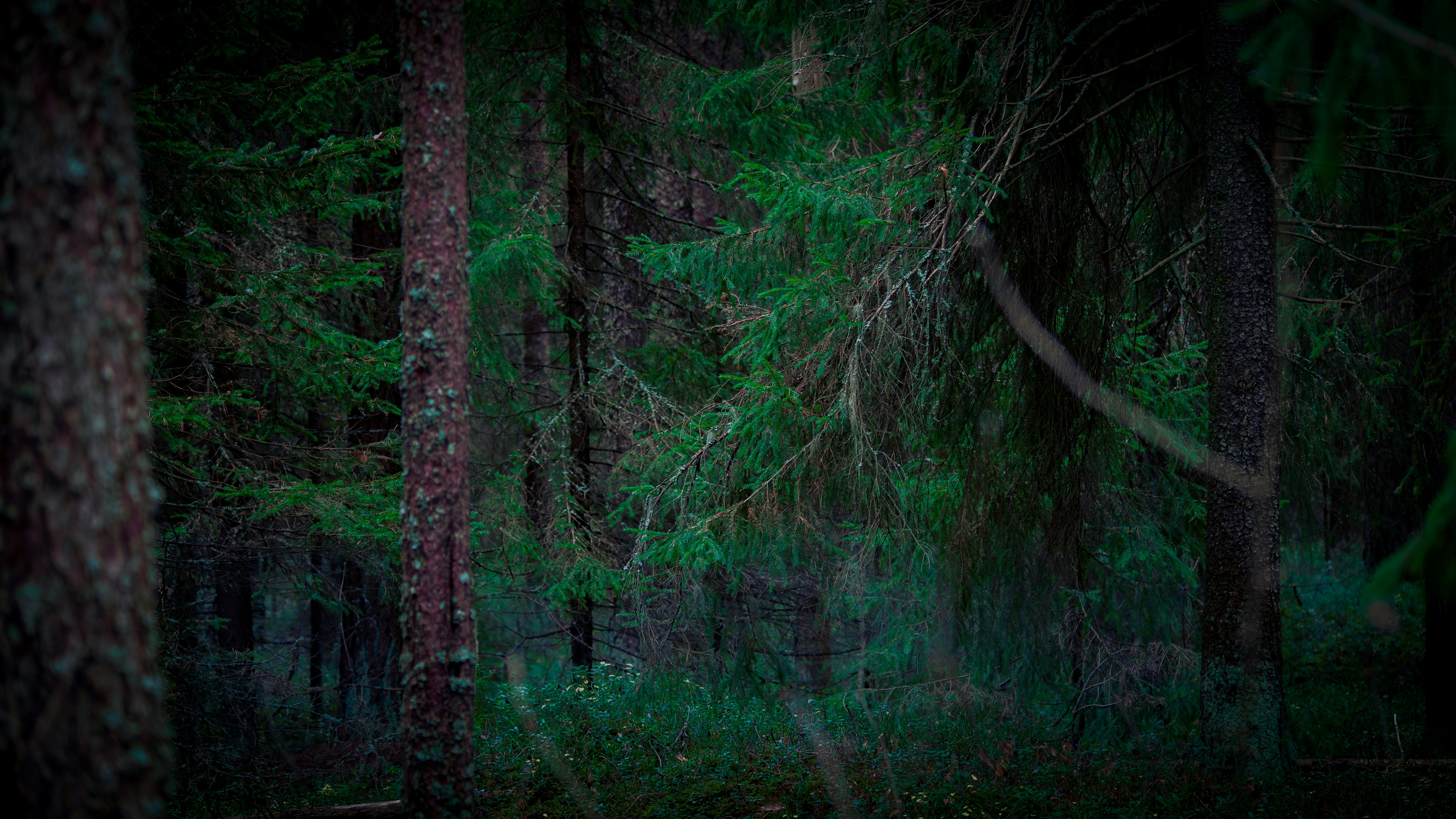 Photo by Lumi Kangas with Nikon Z6 II