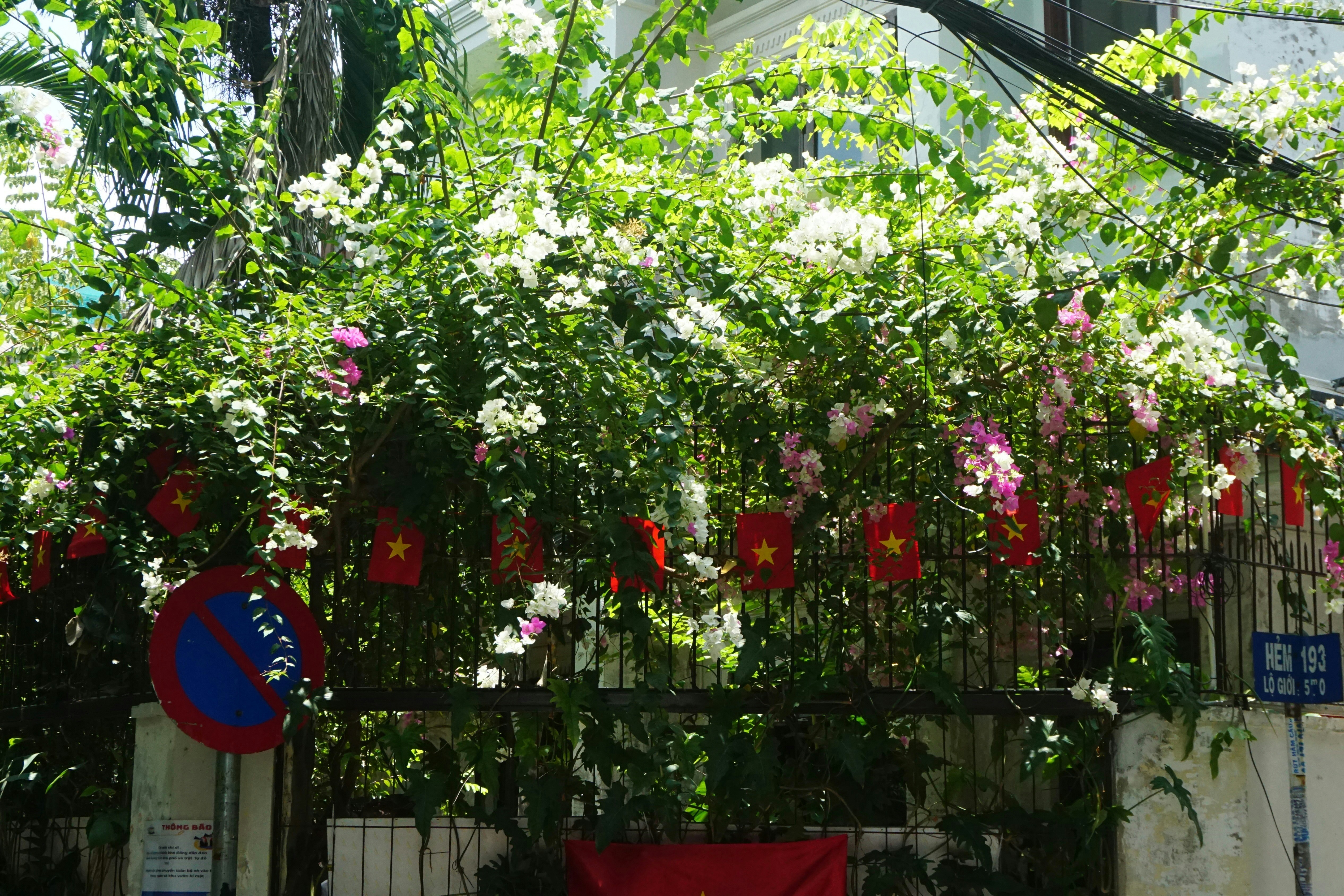 Floral Canopy and Banquet Flags Over a Quiet Street