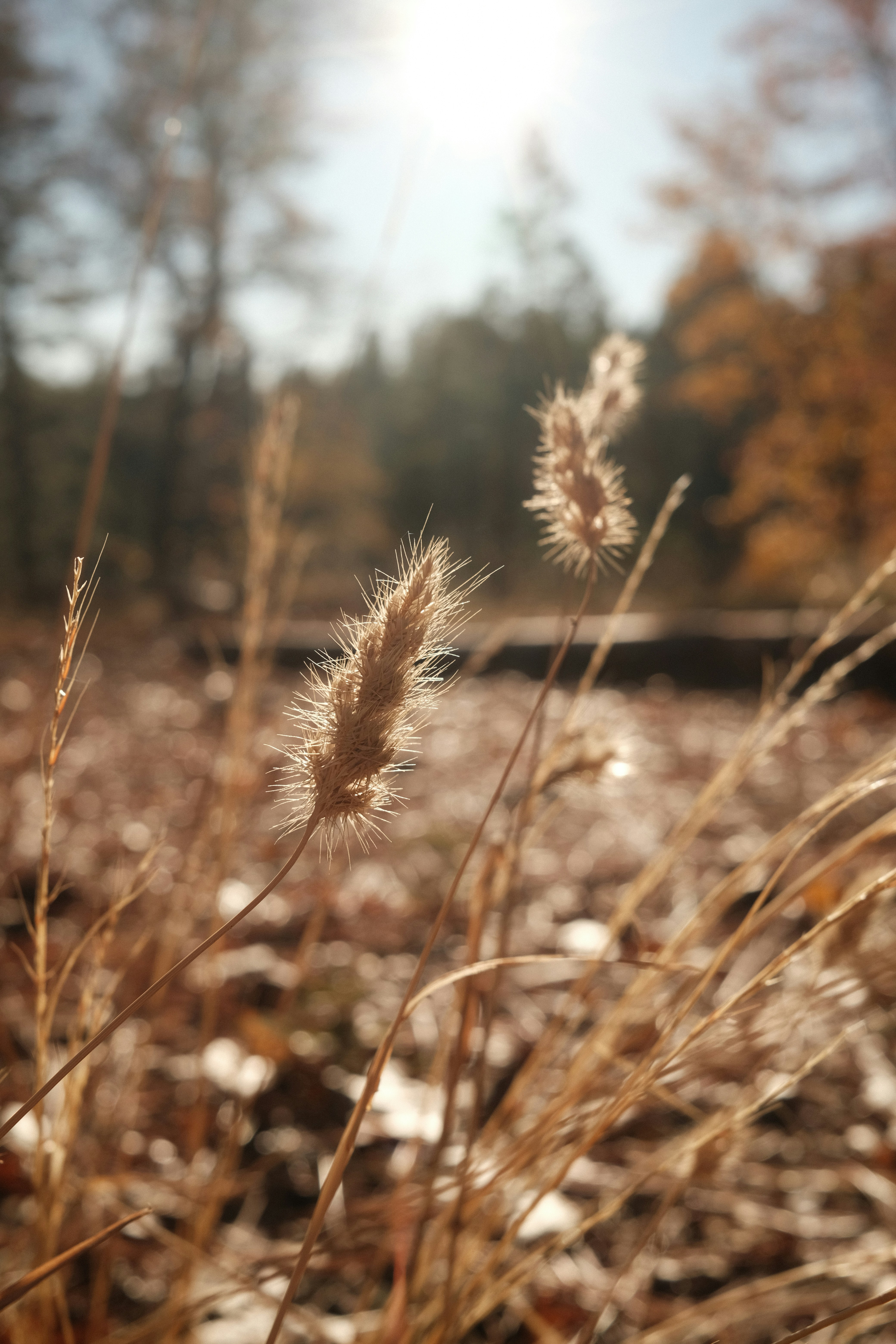 Sunlit Seed Heads in a Golden Field