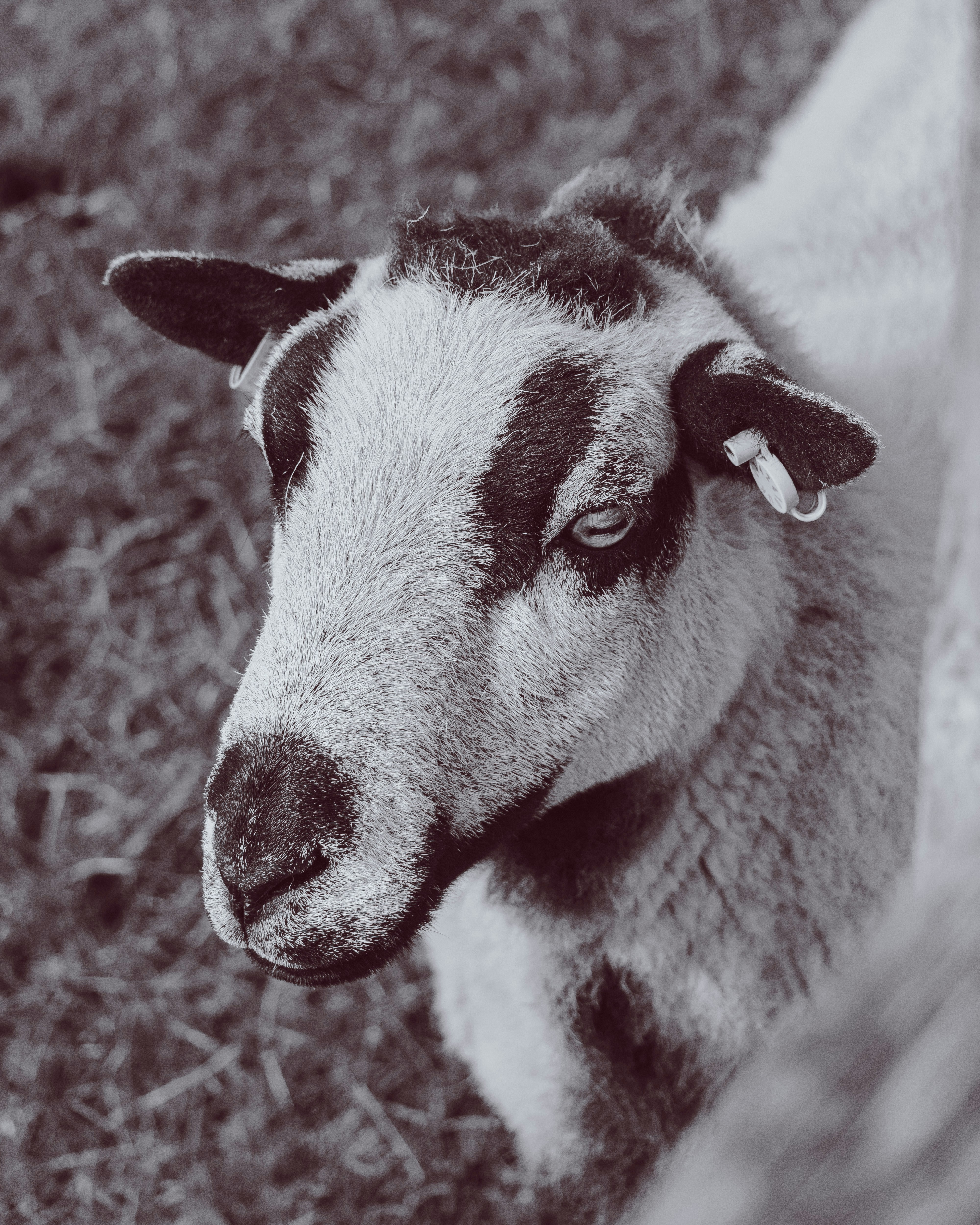 Curious Waiting: A Gentle Head-Tilt Portrait of a Sheep