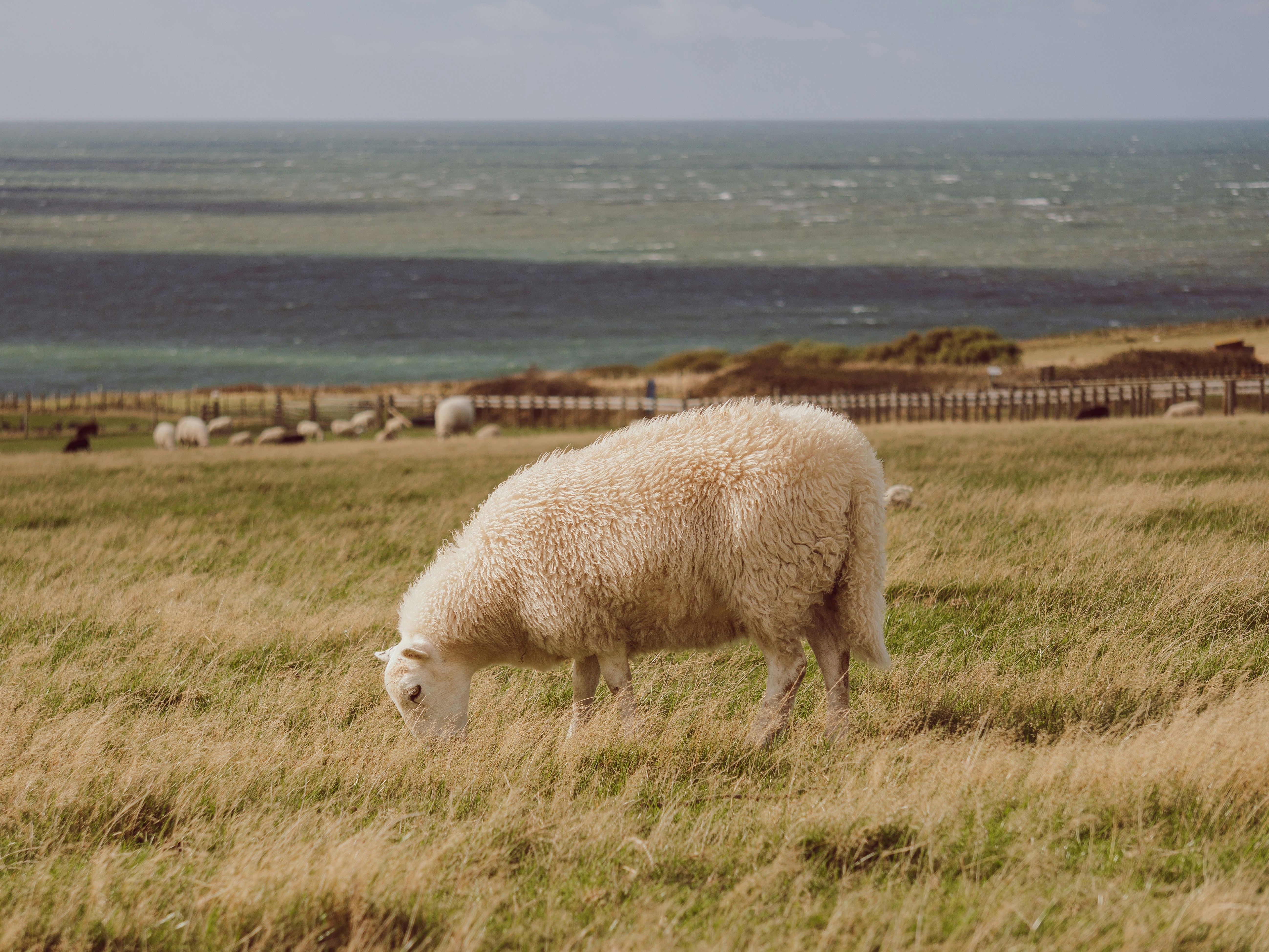 Sheep grazing in a grassy field by the ocean