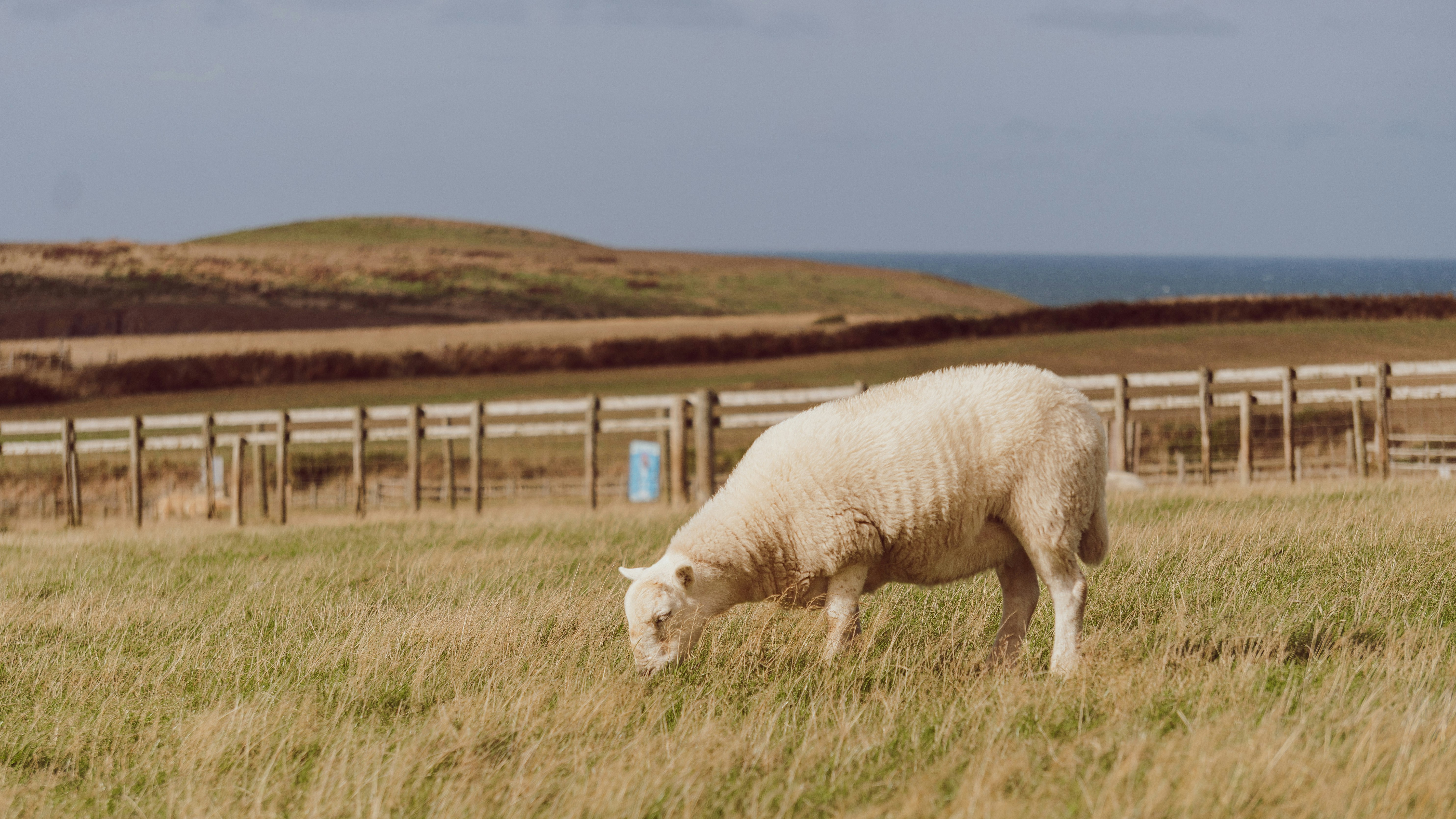 Pasture Dawn: A Grazing Sheep Under Wide Coastal Skies