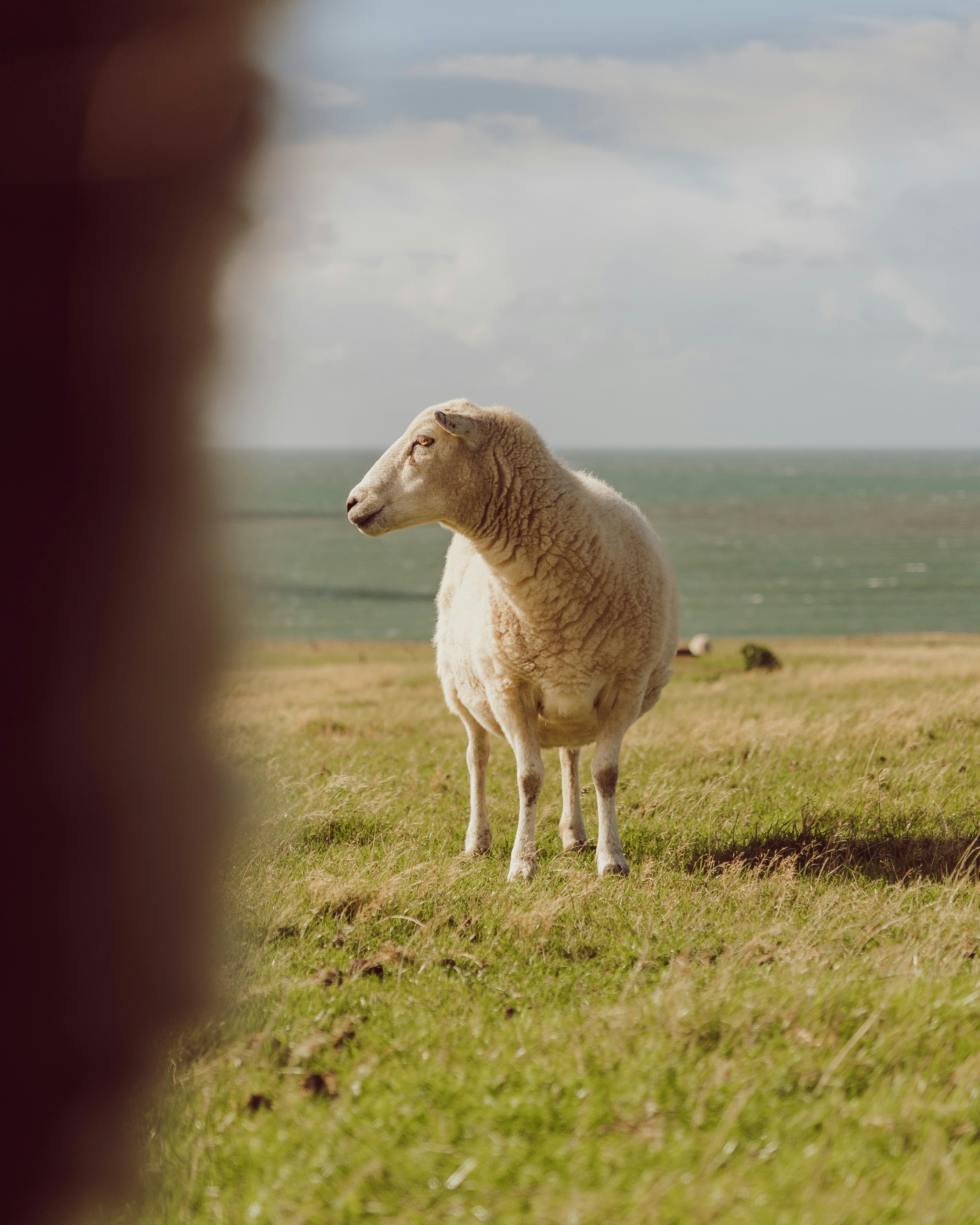  lone ewe gazing toward the sea horizon