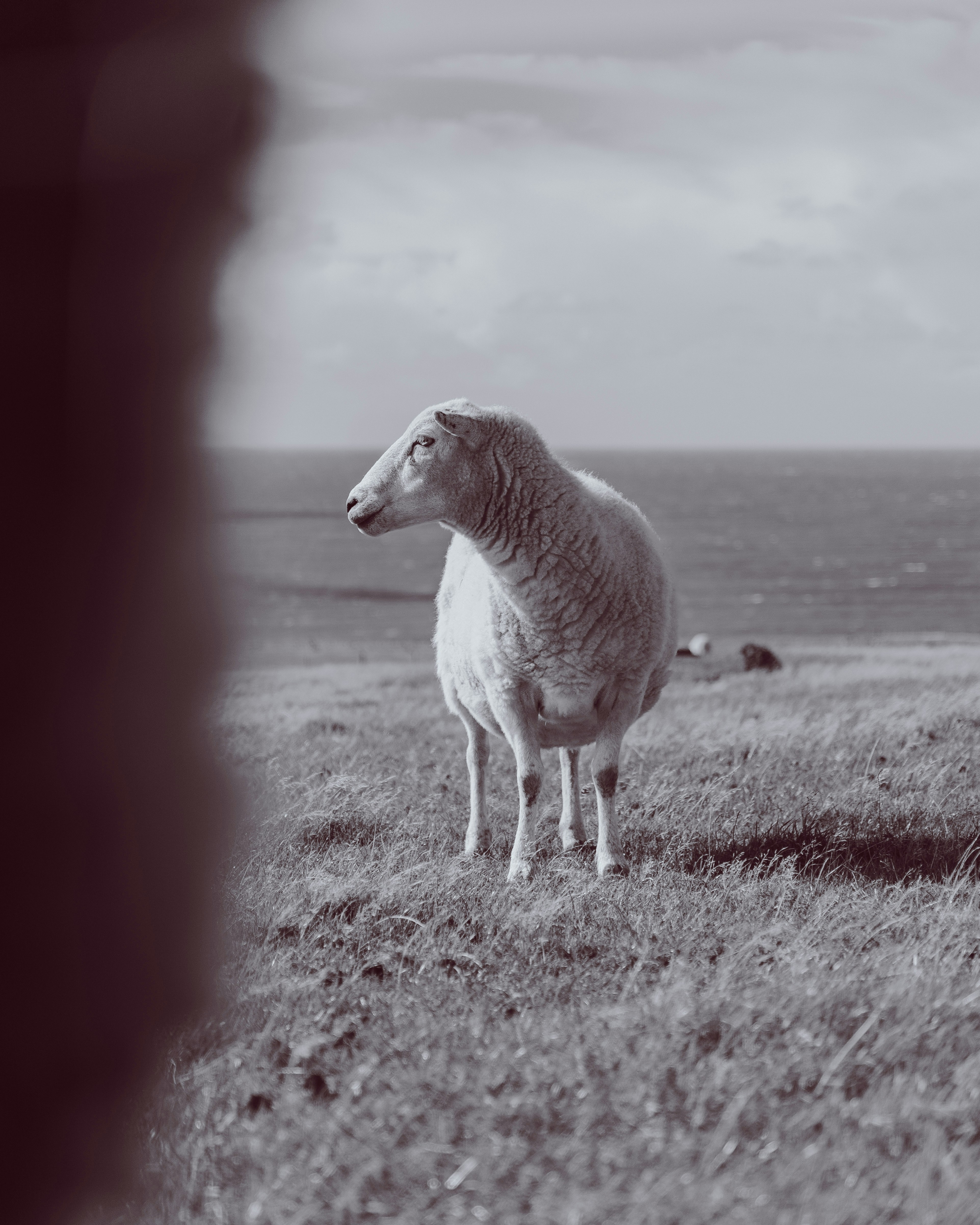  lone ewe amid open grassland by a distant sea horizon