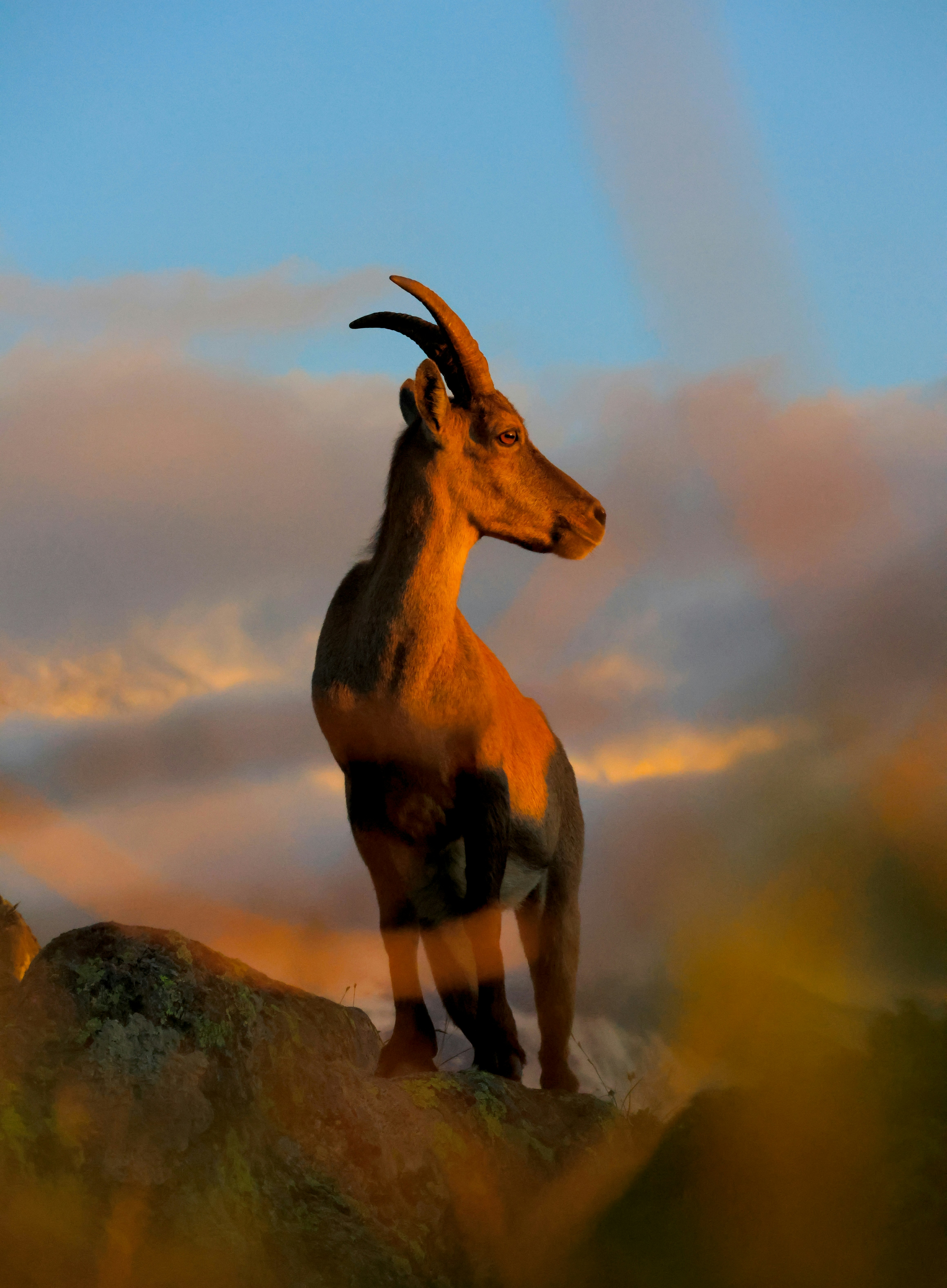 Goat Sentinel on a Sunset Slope