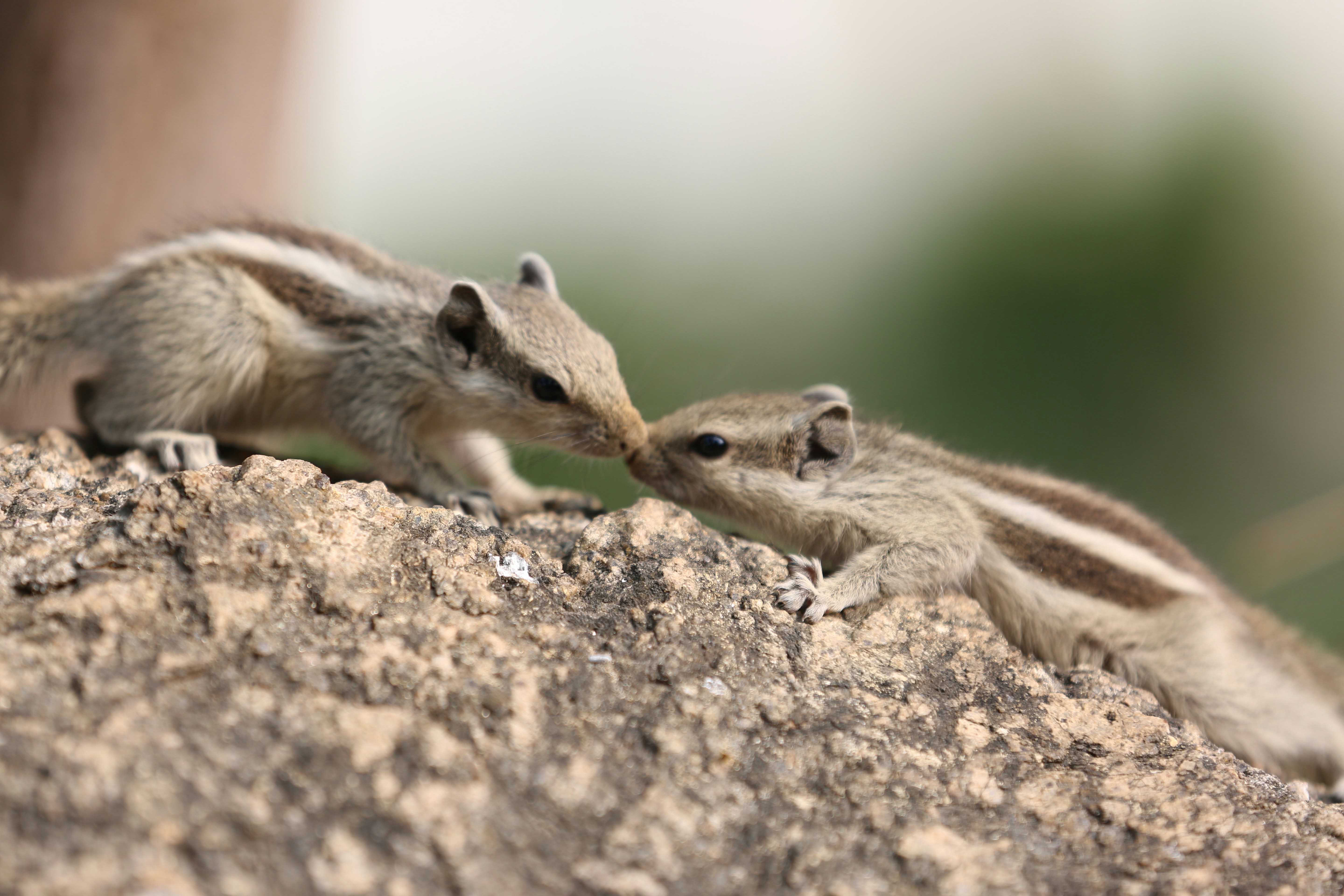 Close-Up of Rival Squirrels: A Quiet Nose-to-Nose Moment on a Rock