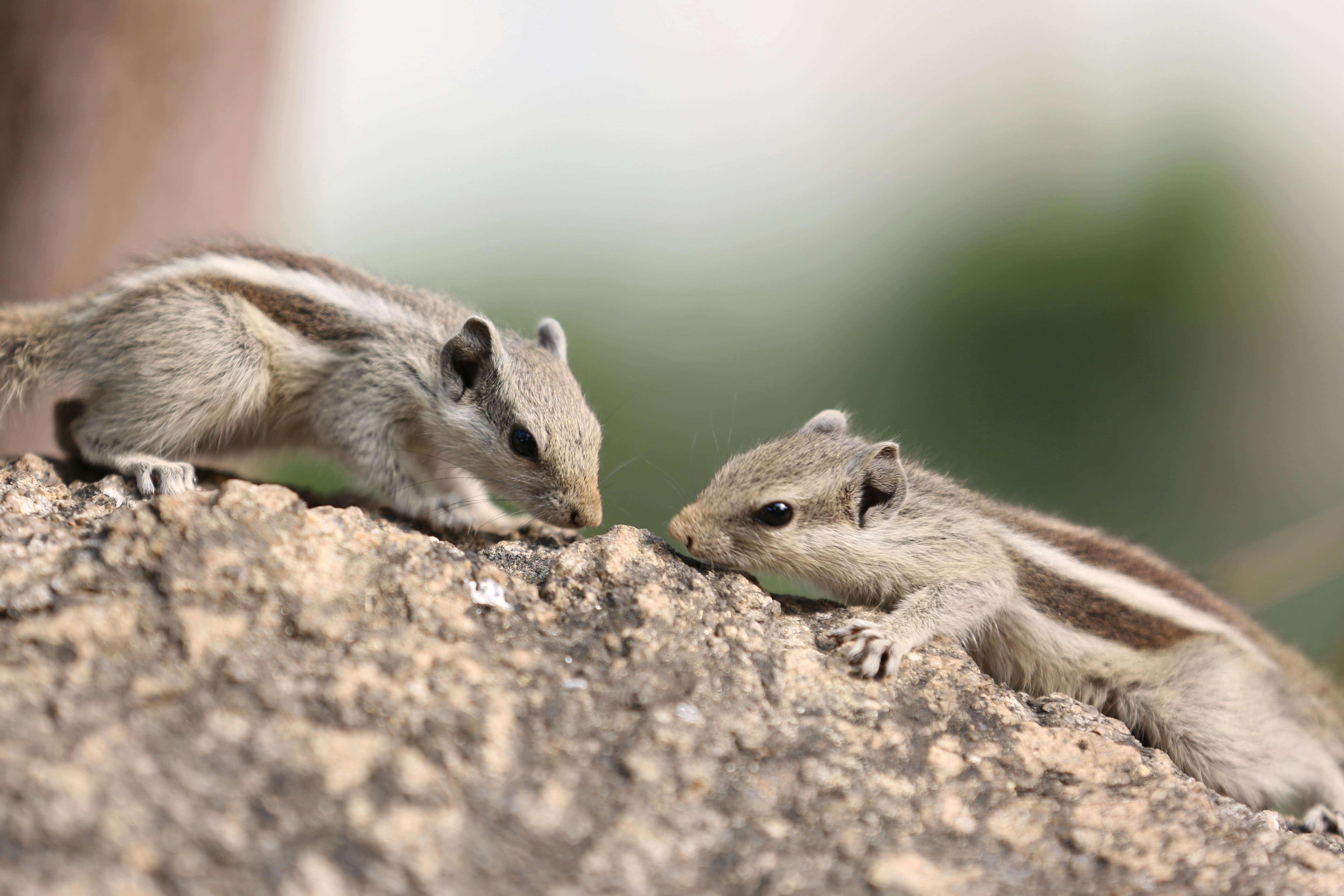 A private and honest moment showcasing the playful antics of Indian Palm Squirrels in their environment. Captured at the Central University of Rajasthan, this photo showcases the intricate texture of the fur and the area's biodiversity.