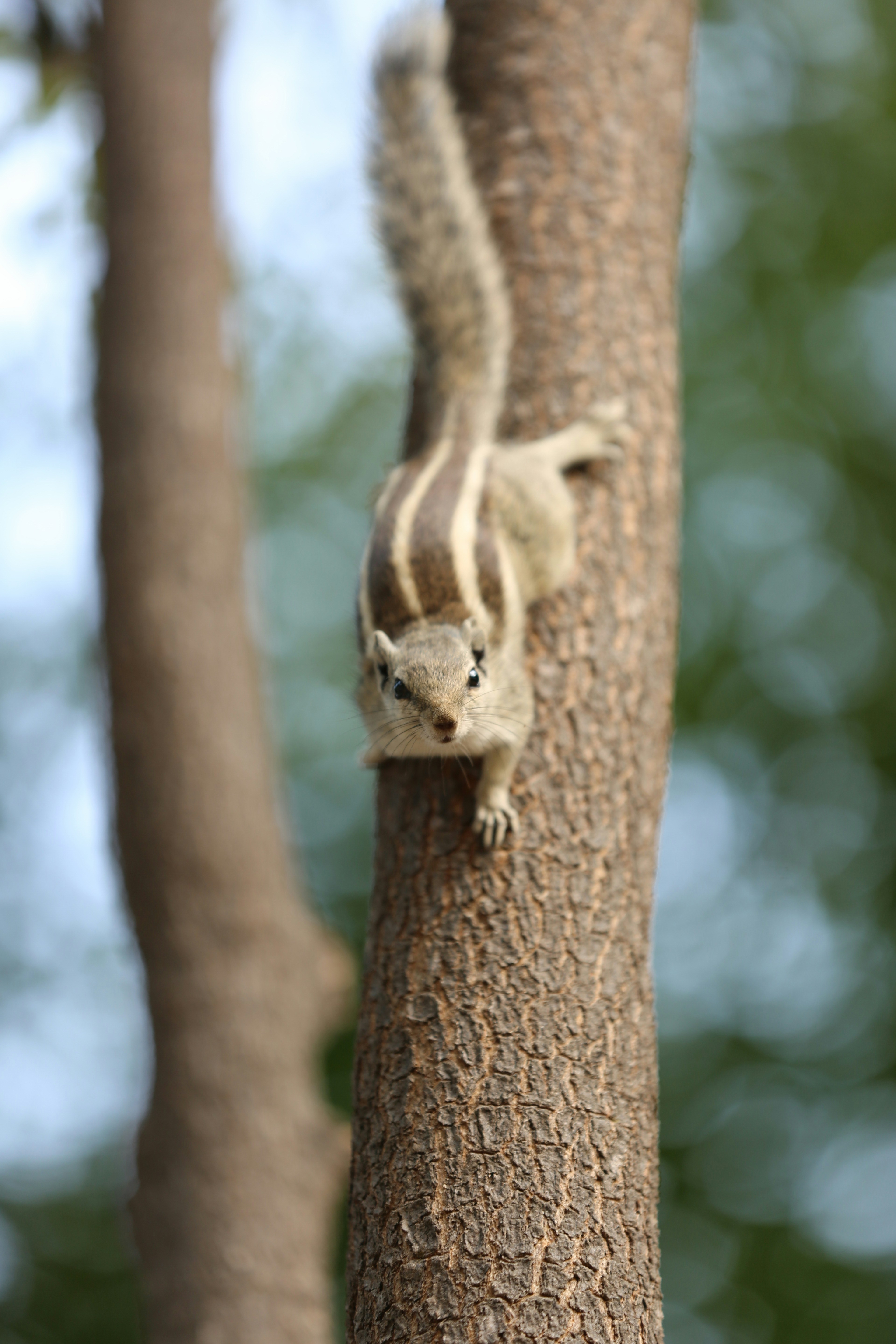 A private and honest moment showcasing the playful antics of Indian Palm Squirrels in their environment. Captured at the Central University of Rajasthan, this photo showcases the intricate texture of the fur and the area's biodiversity.