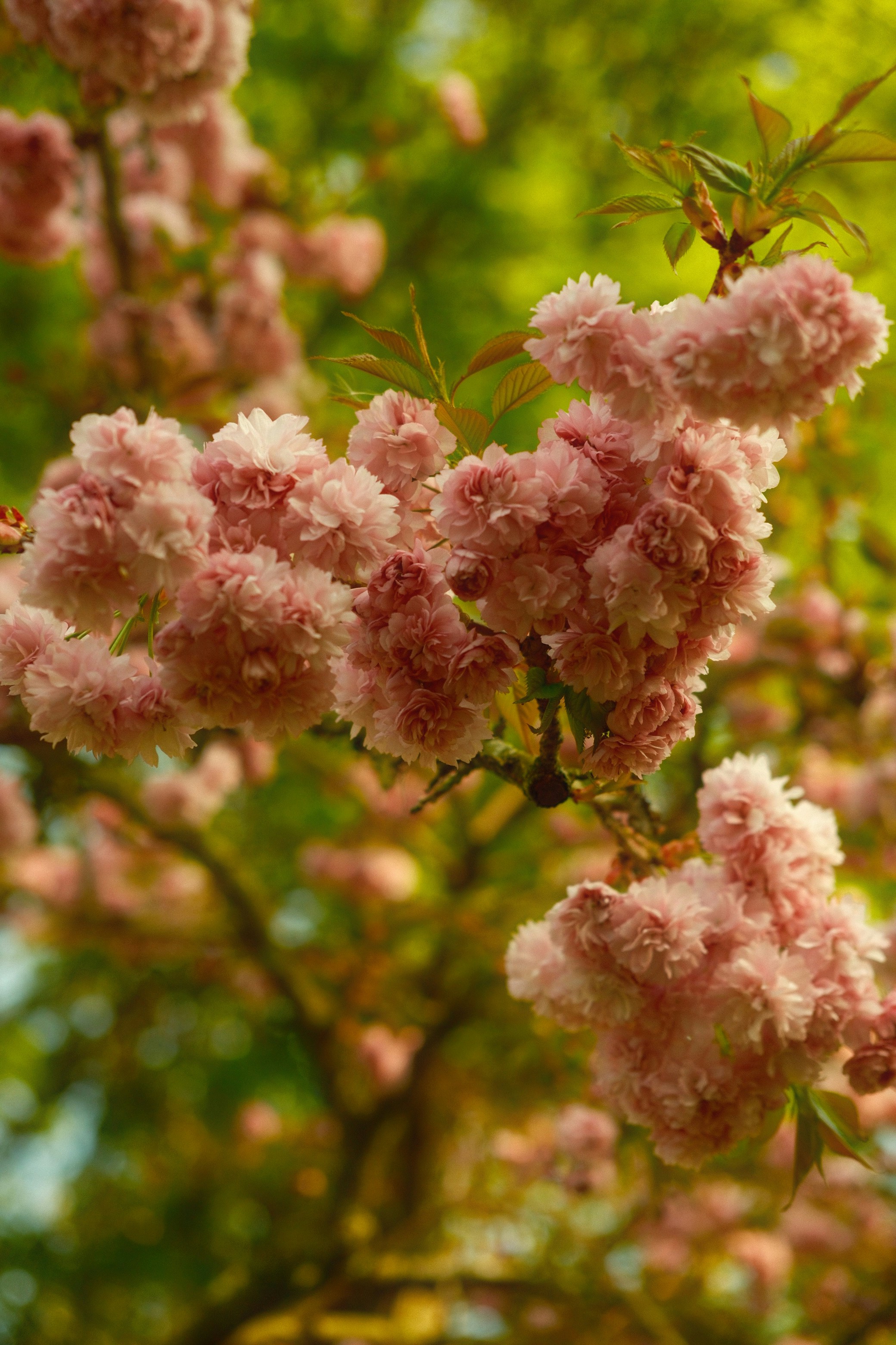 Blush Cloud of Spring: A Cherry Blossom Cascade