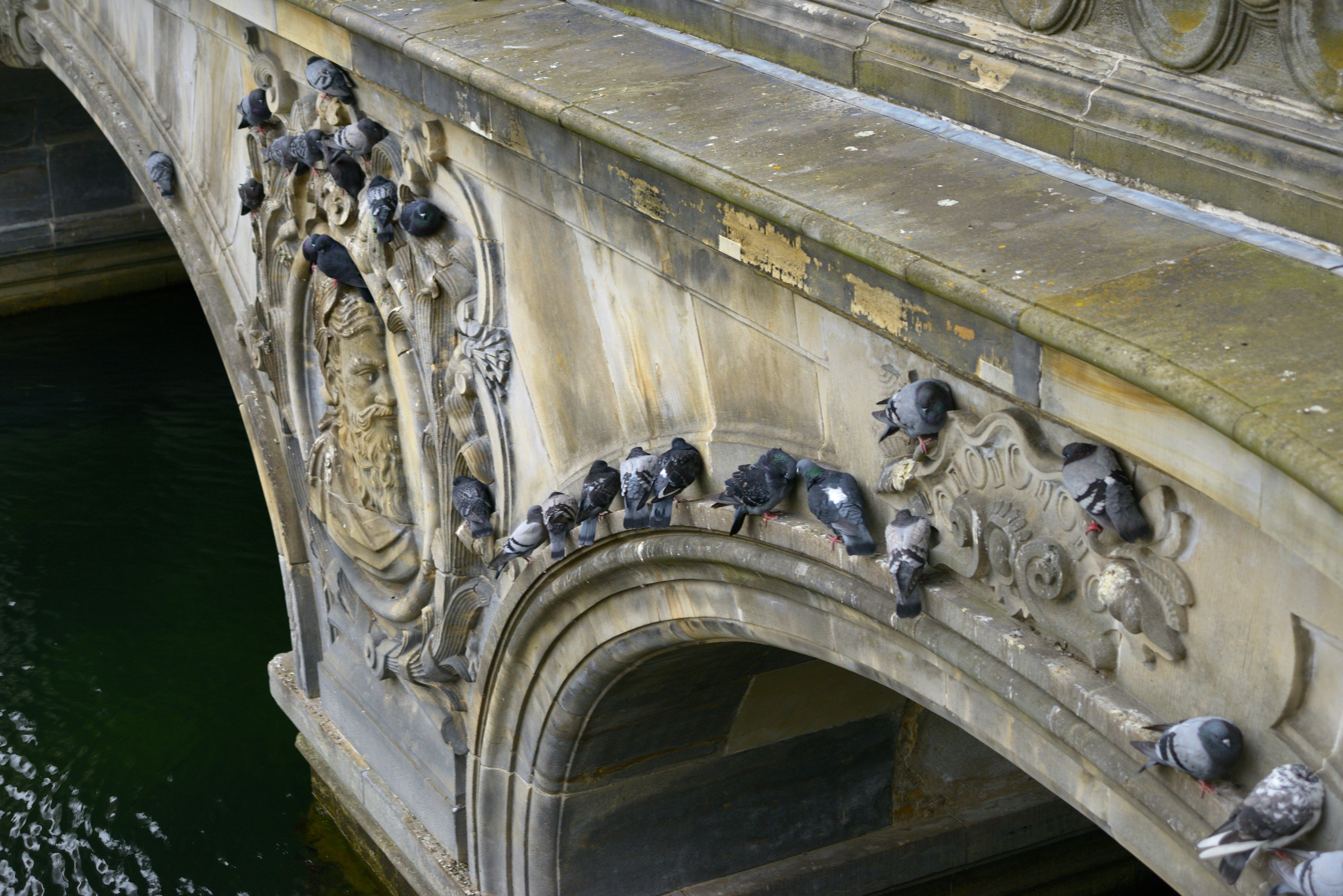 Pigeons on a Carved Stone Bridge Over green Water