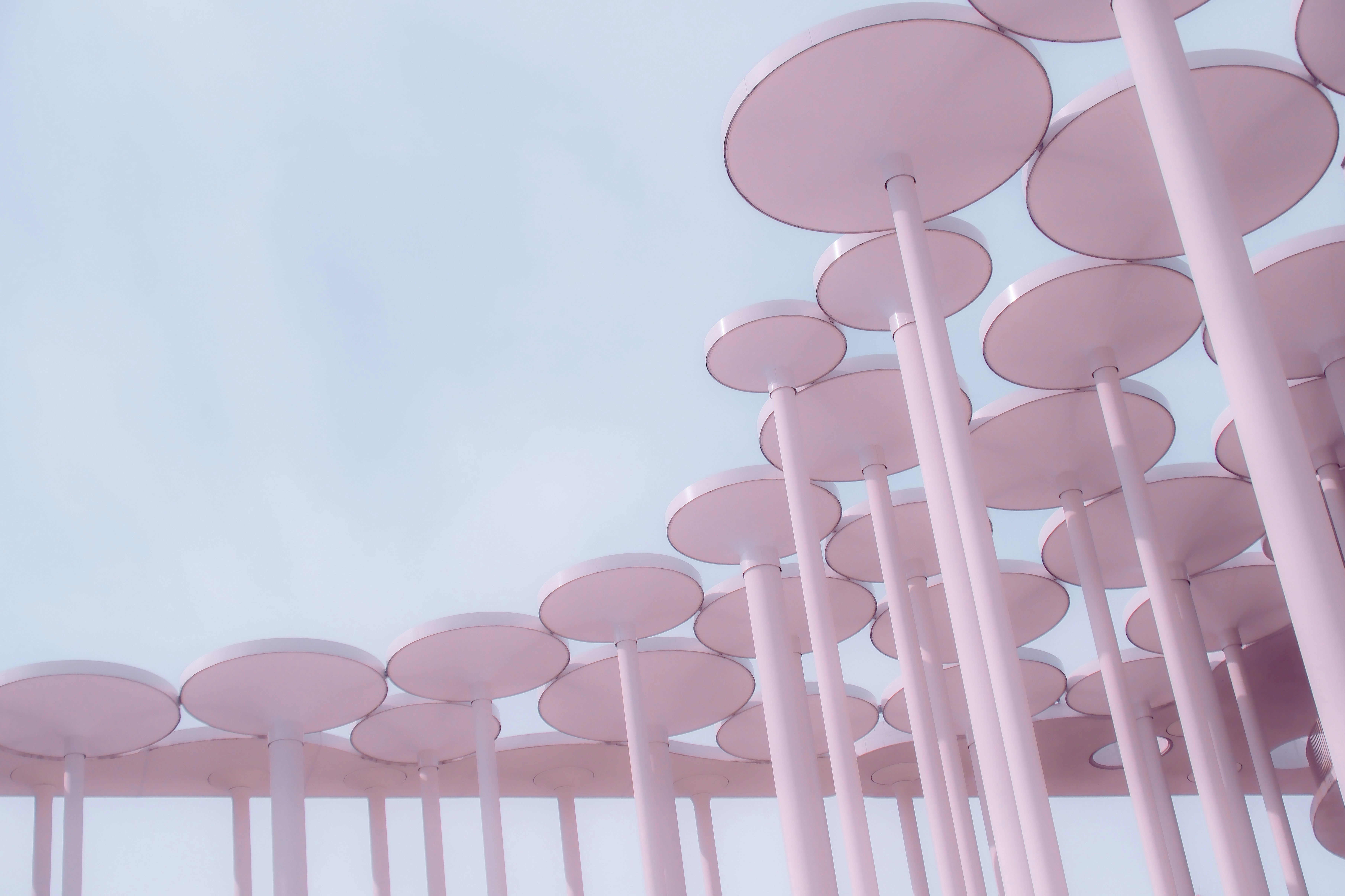 Pink Canopy: A field of circular disk umbrellas rising toward a pastel sky