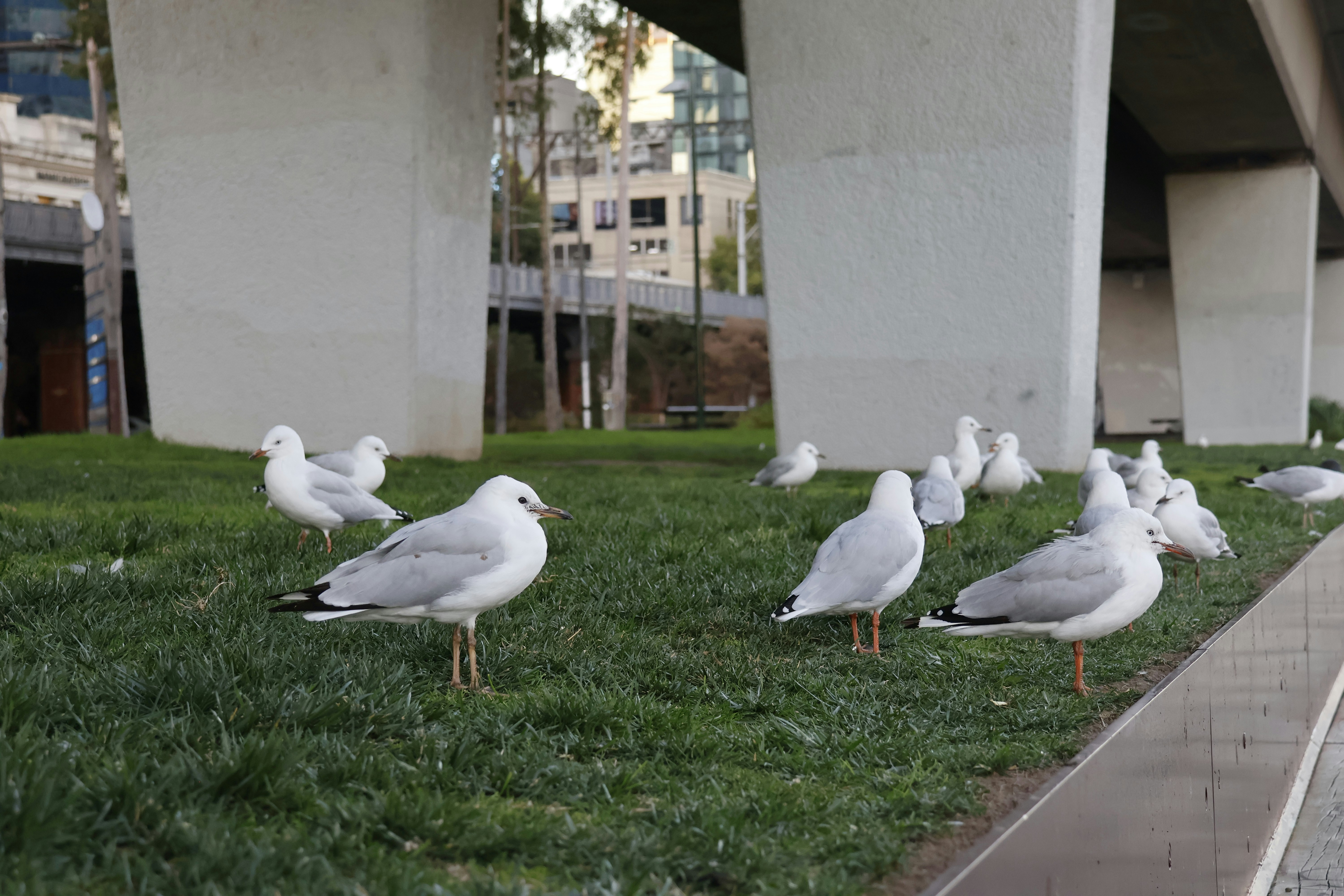 Urban seagulls in Melbourne.