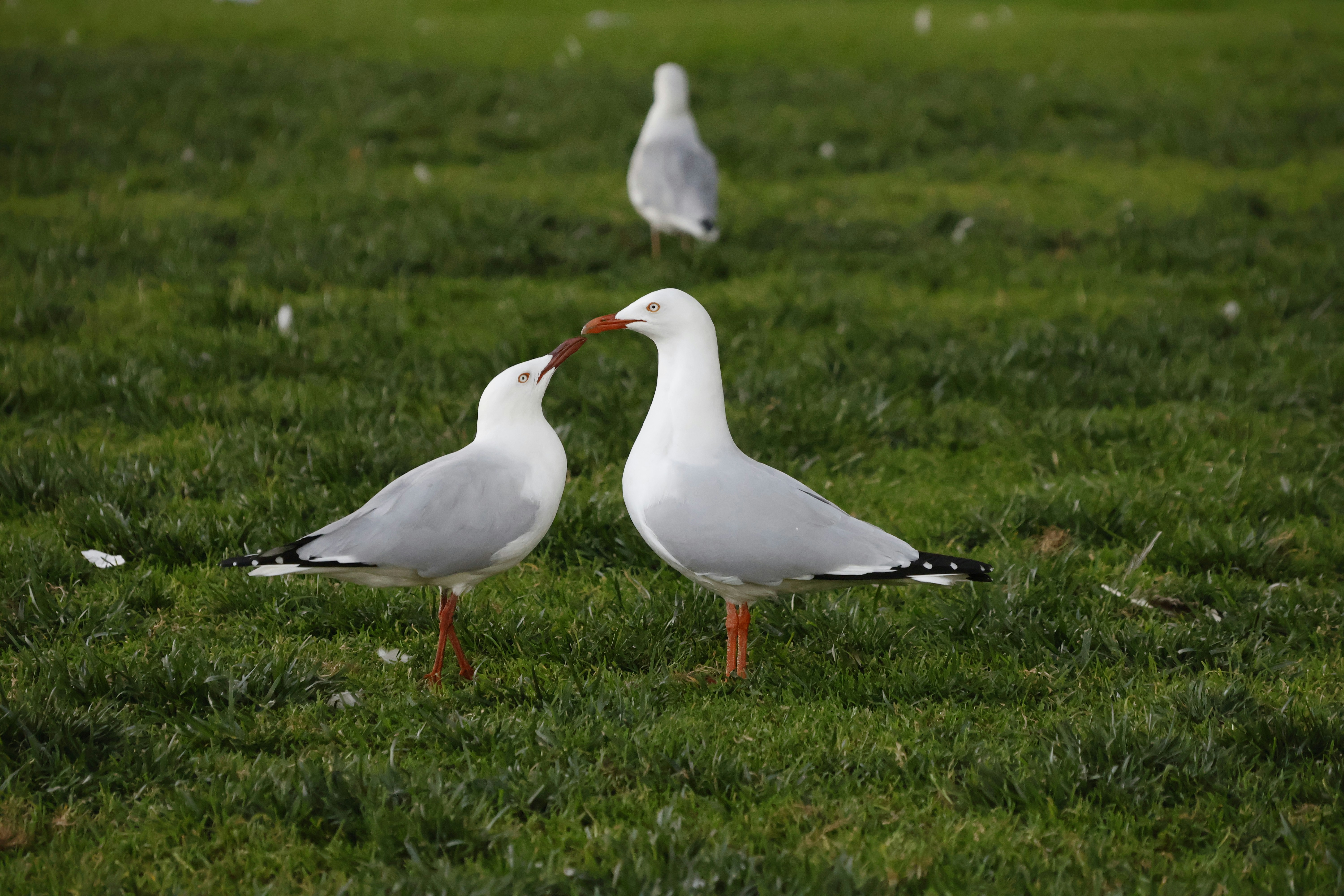 Urban seagulls in Melbourne.