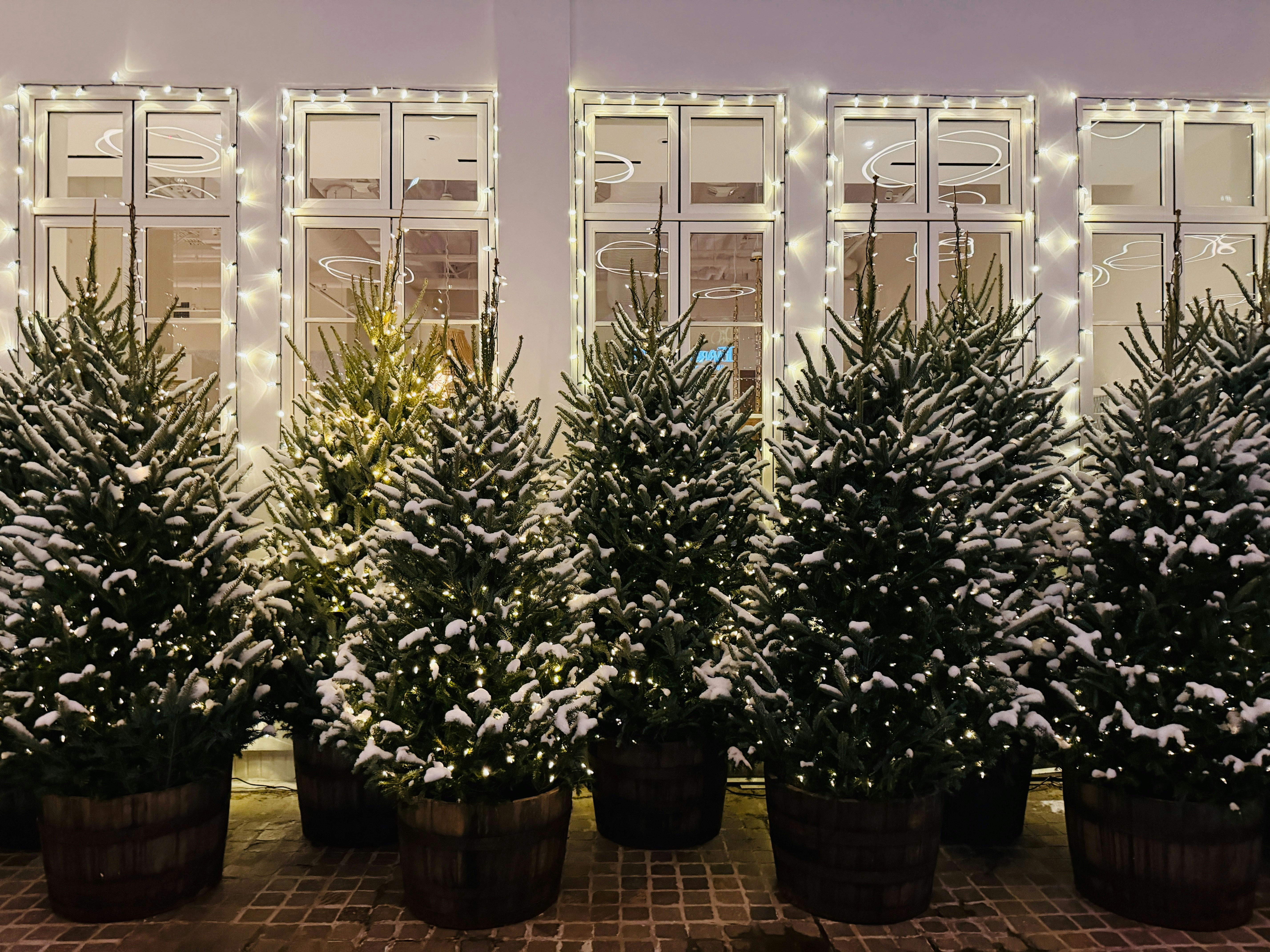 Snow-kissed potted evergreens under warm festive lights