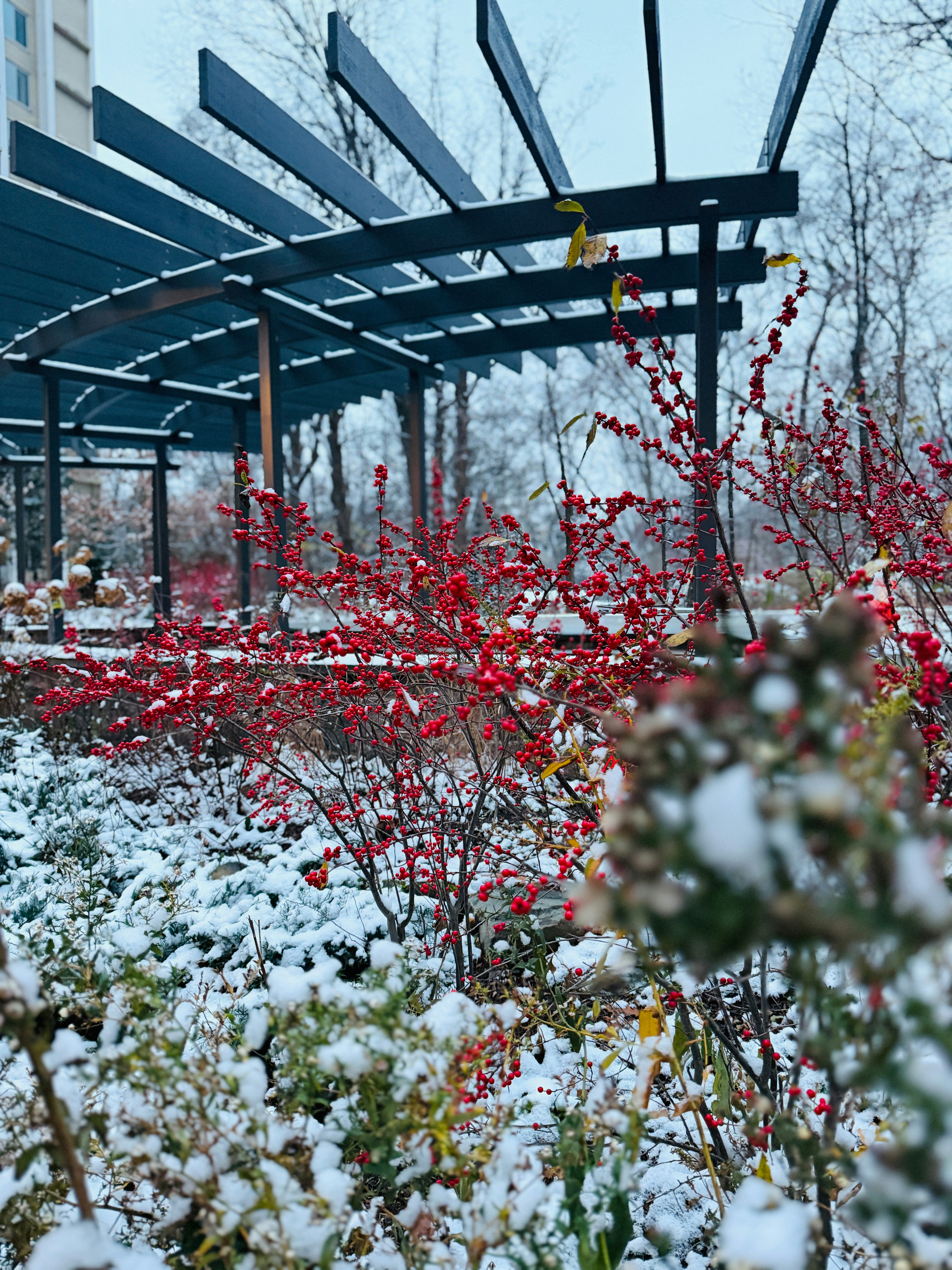 Red Winter Blooms Under Kayak-Blue Pergola