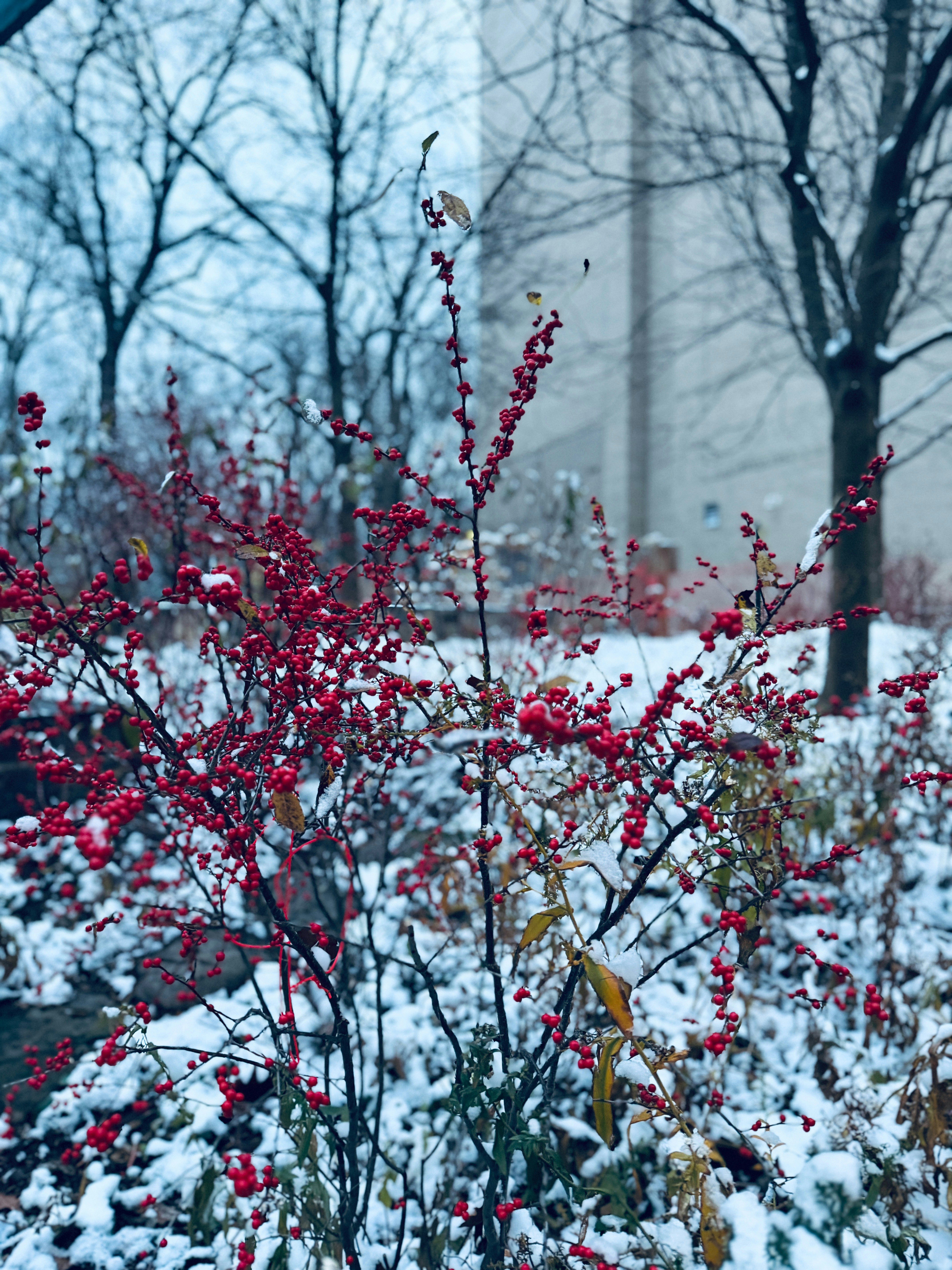 Red Berries in Winter — Bright Accents Amid Snow and Shadows