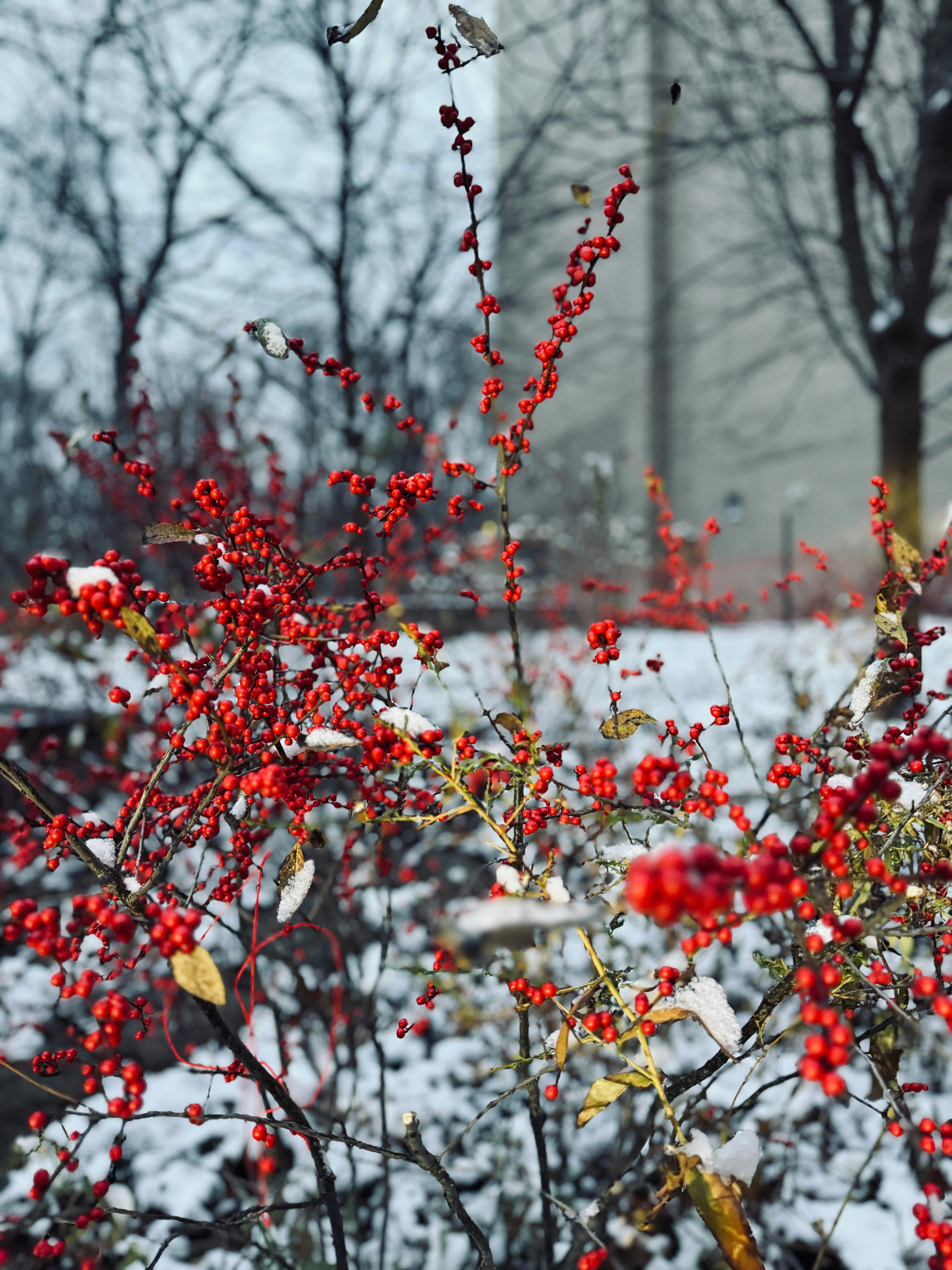 Red berries on a snowy bush in winter photo – Free Christmas Image on ...