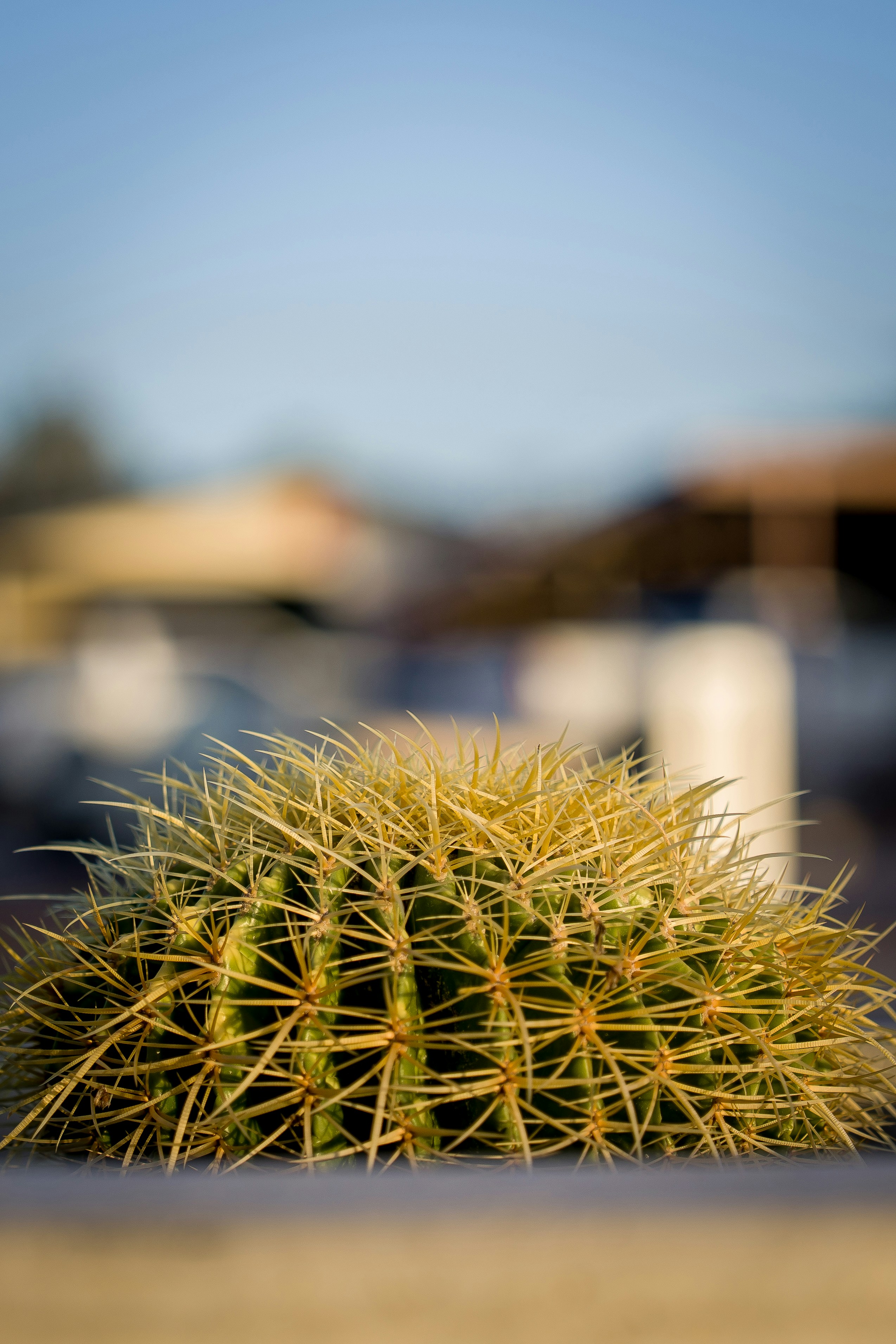 Desert Ball in Focus: The Golden Globe of Spines