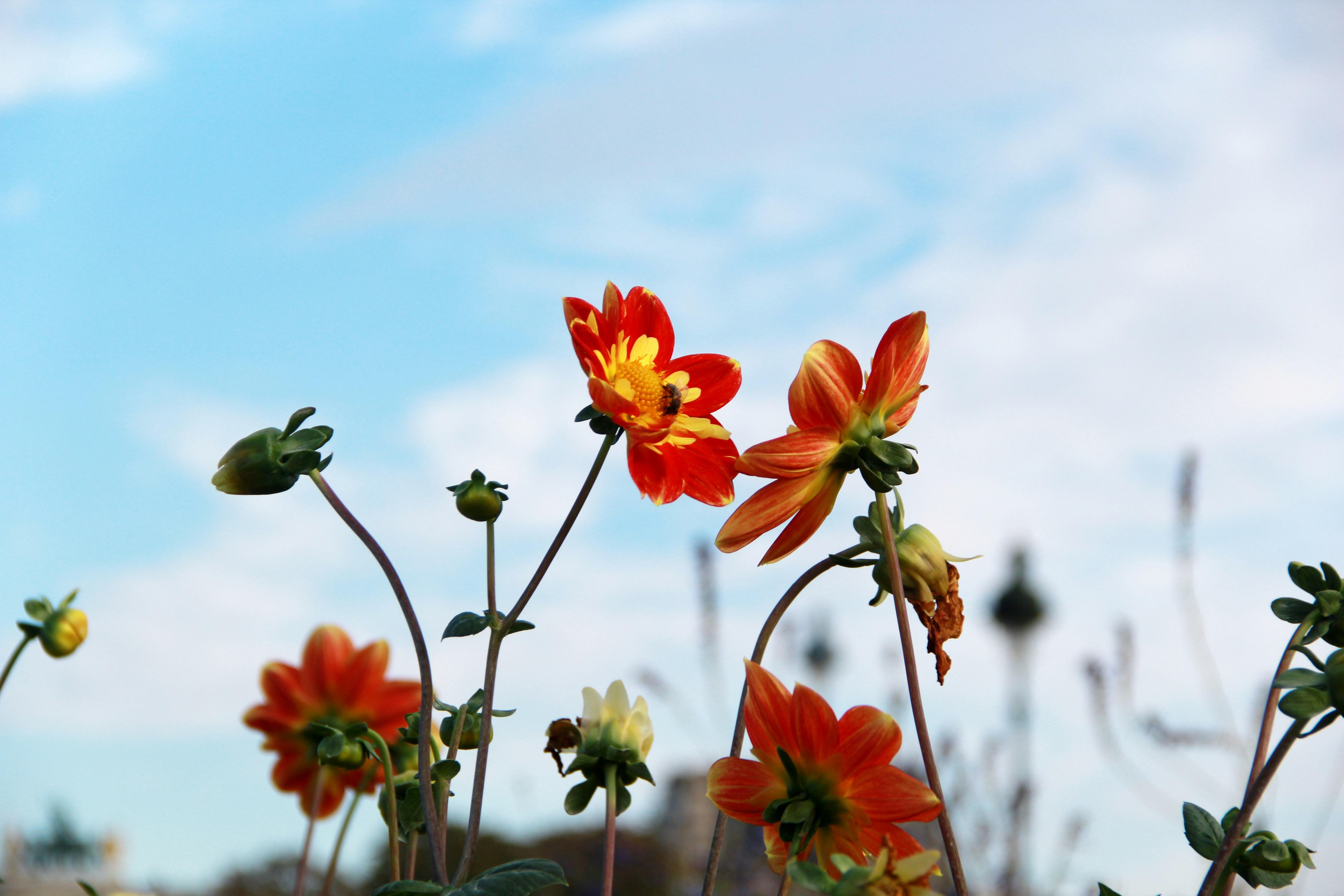 Photographed on October 10, 2018.