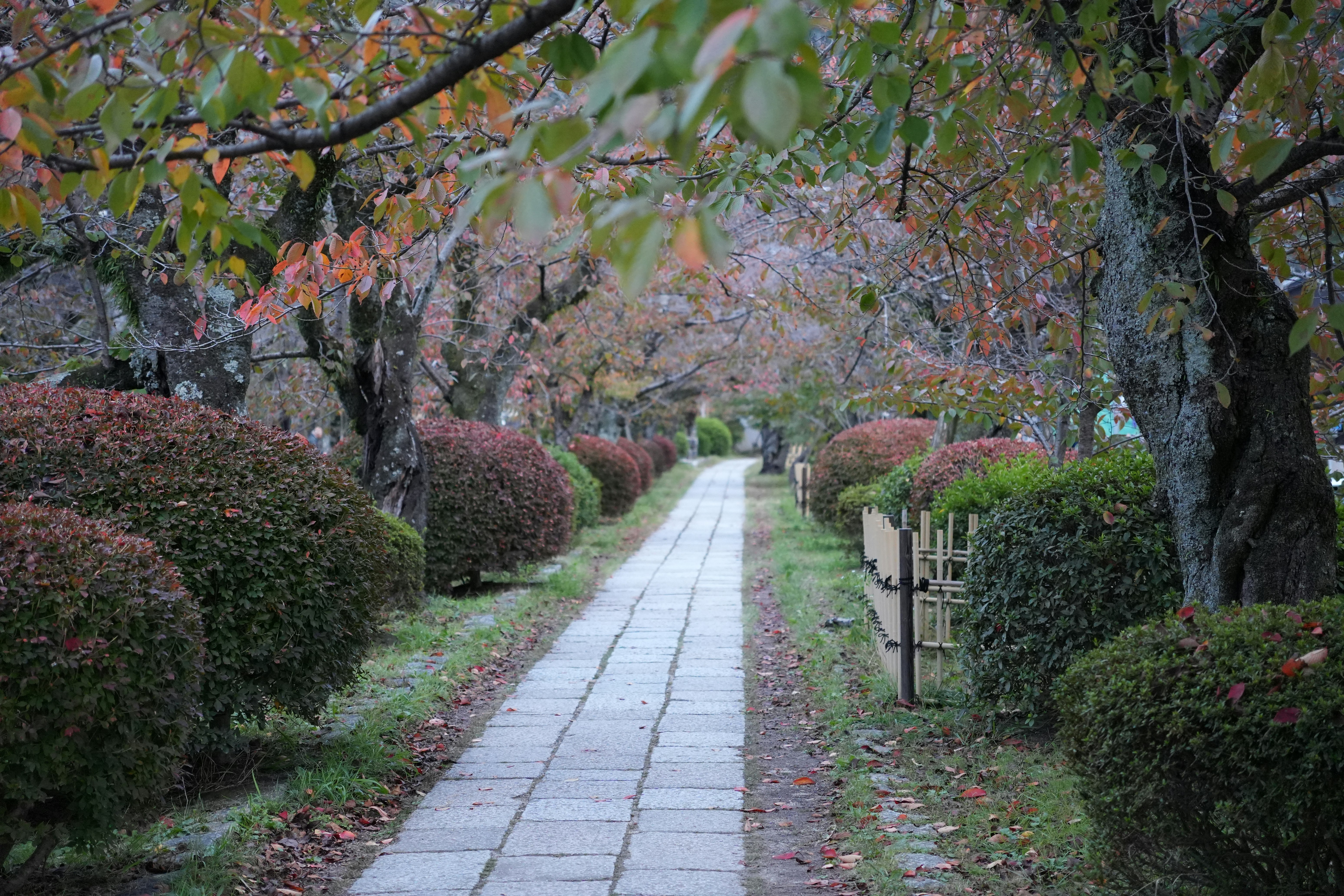 A Quiet Autumn Walk Through a Tiled Path