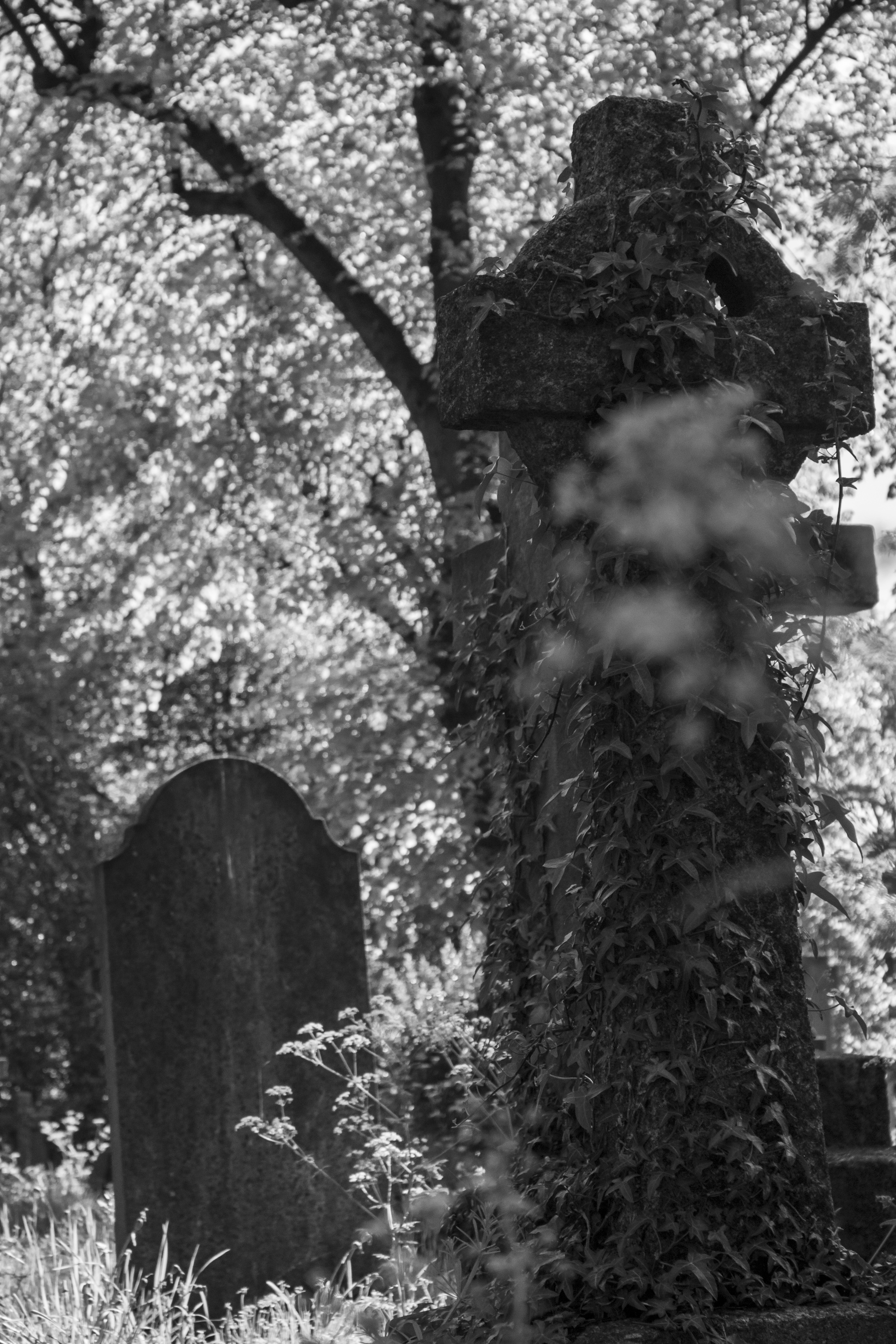 Photo by Ann-Maree Hannon with Canon EOS 2000D