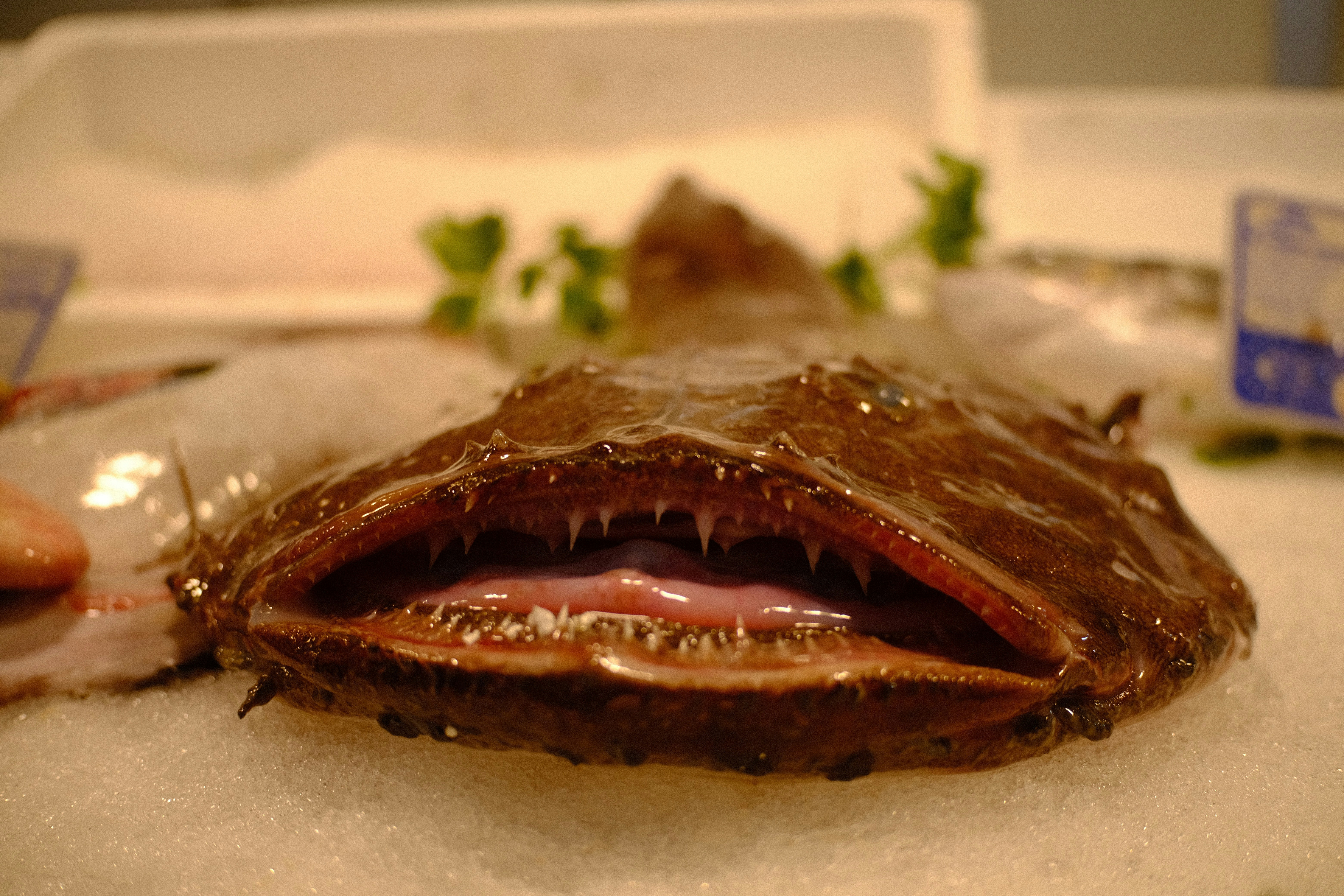 Low-Temp Display: A Wide-Gaped Predator on Ice