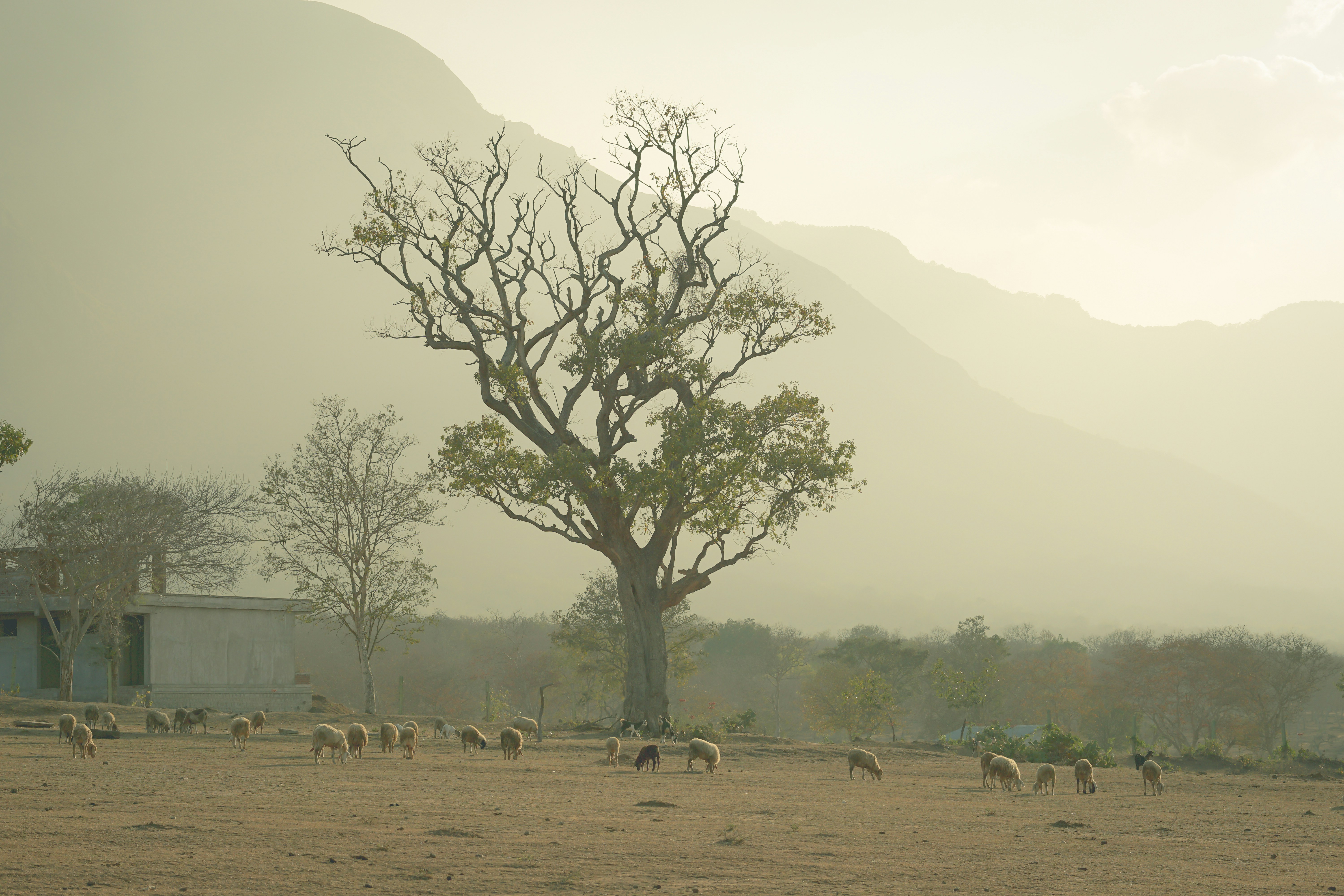 The Lone Tree Beneath a Gentle Haze