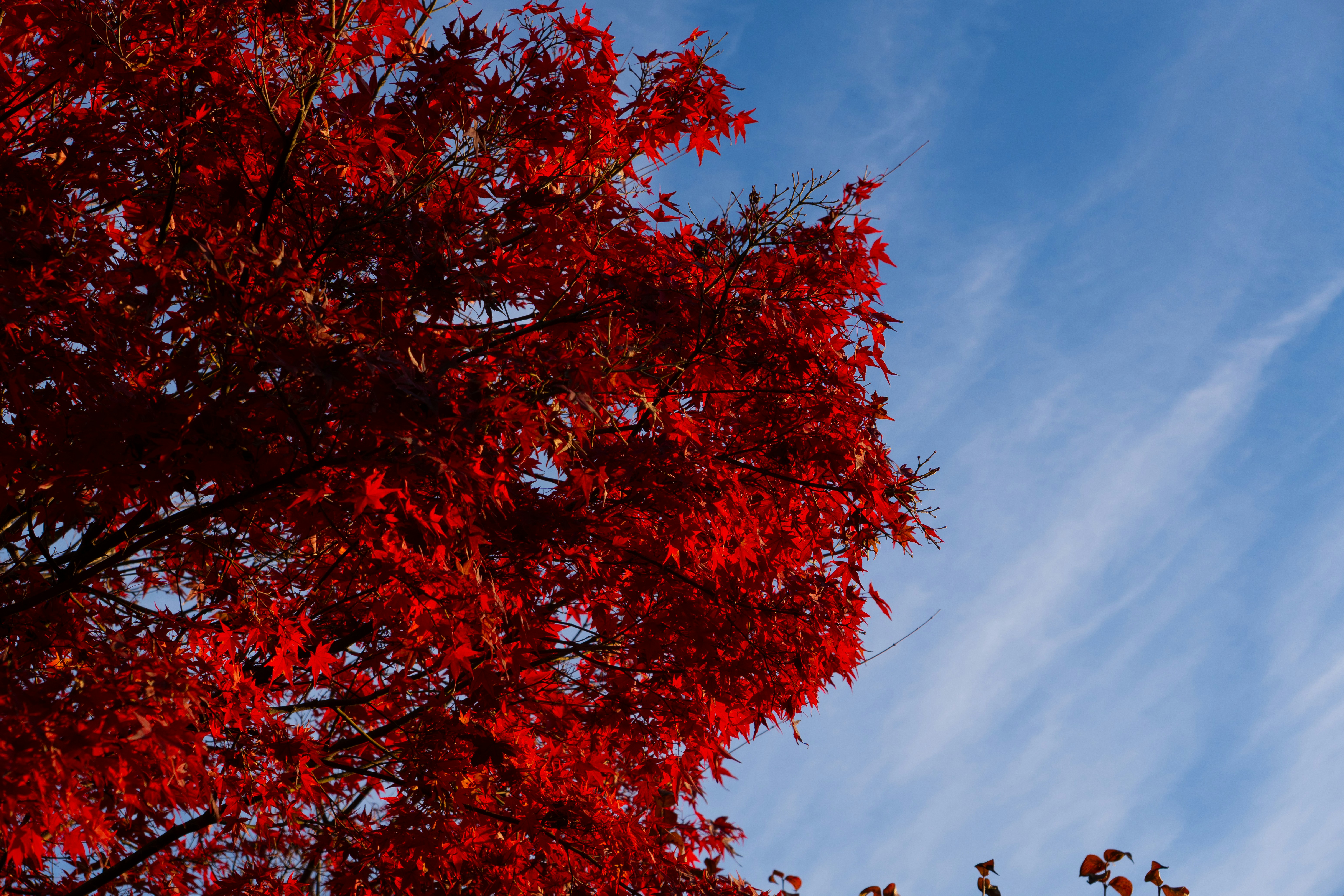 Bright red leaves against a blue sky photo – Free Japan Image on Unsplash