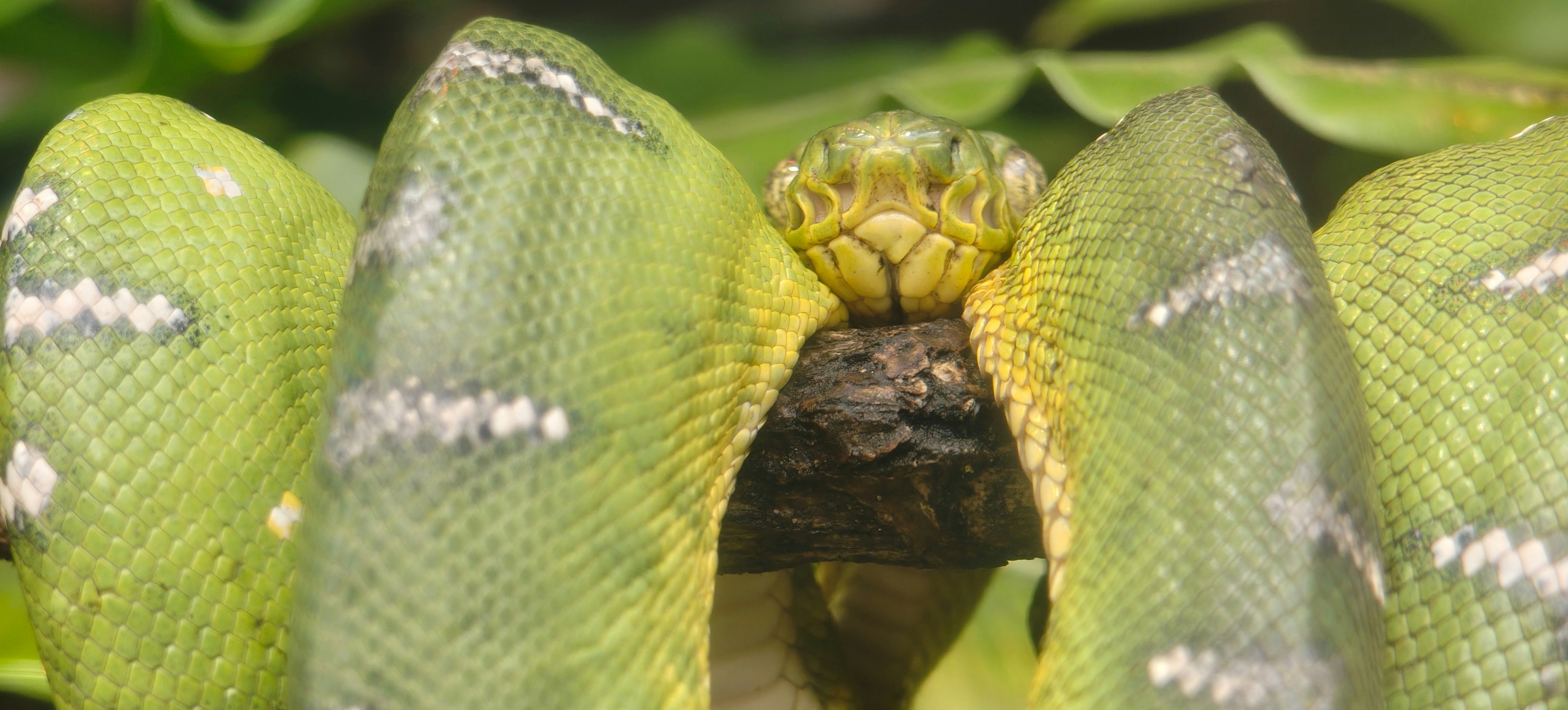 A green snake coiled around a branch