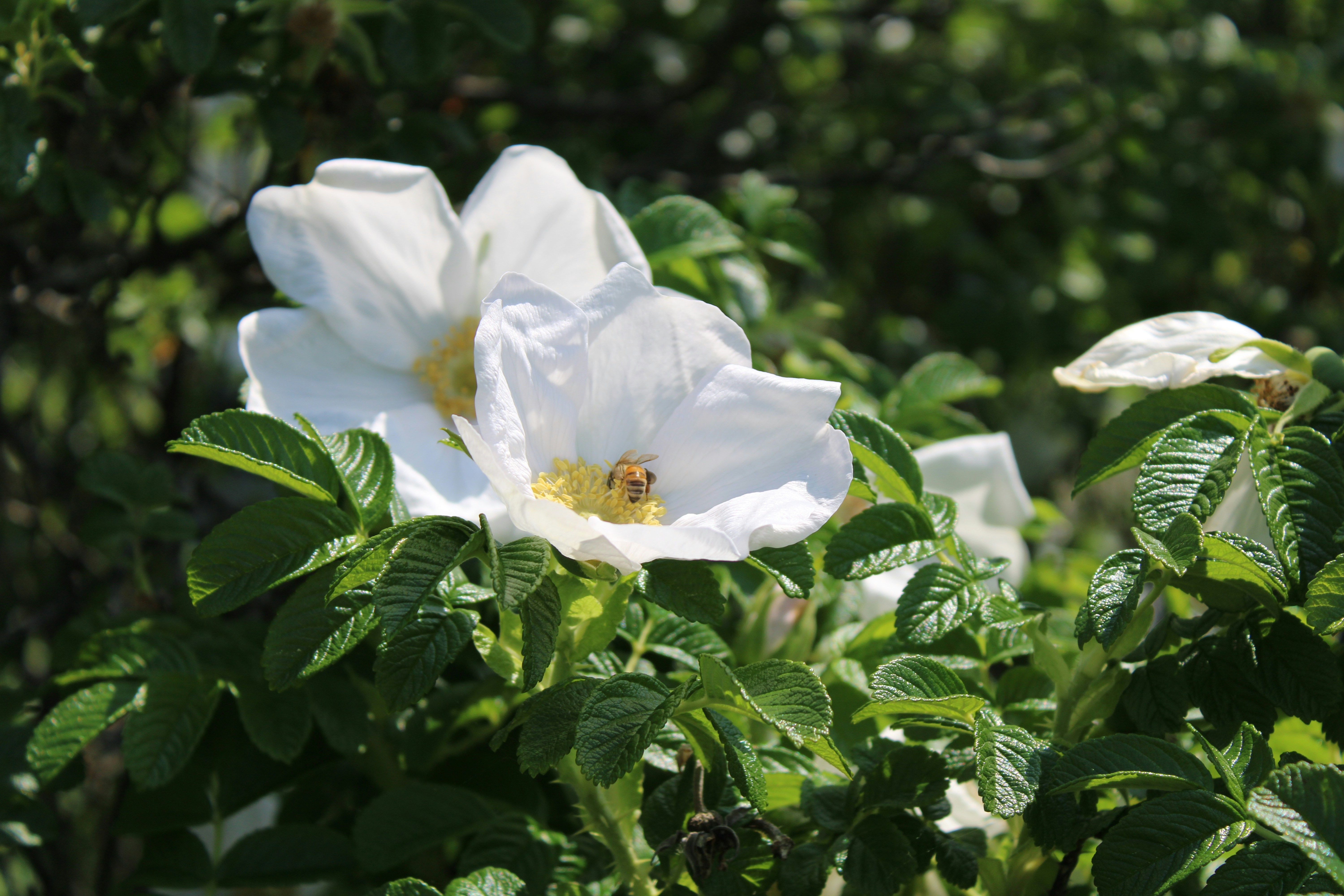 Bumble bee on the wild white roses.
