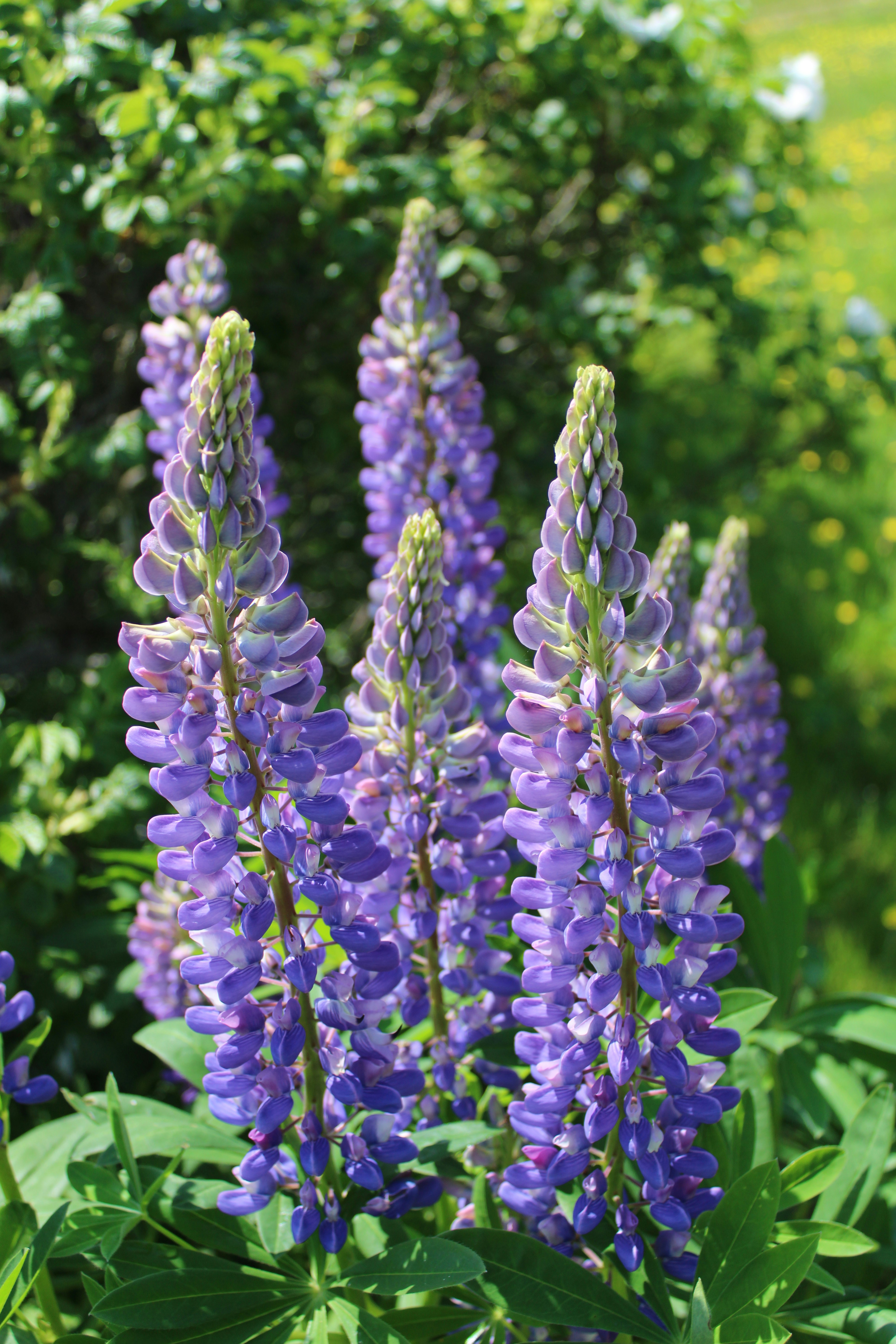 Lavender Towers in Full Bloom