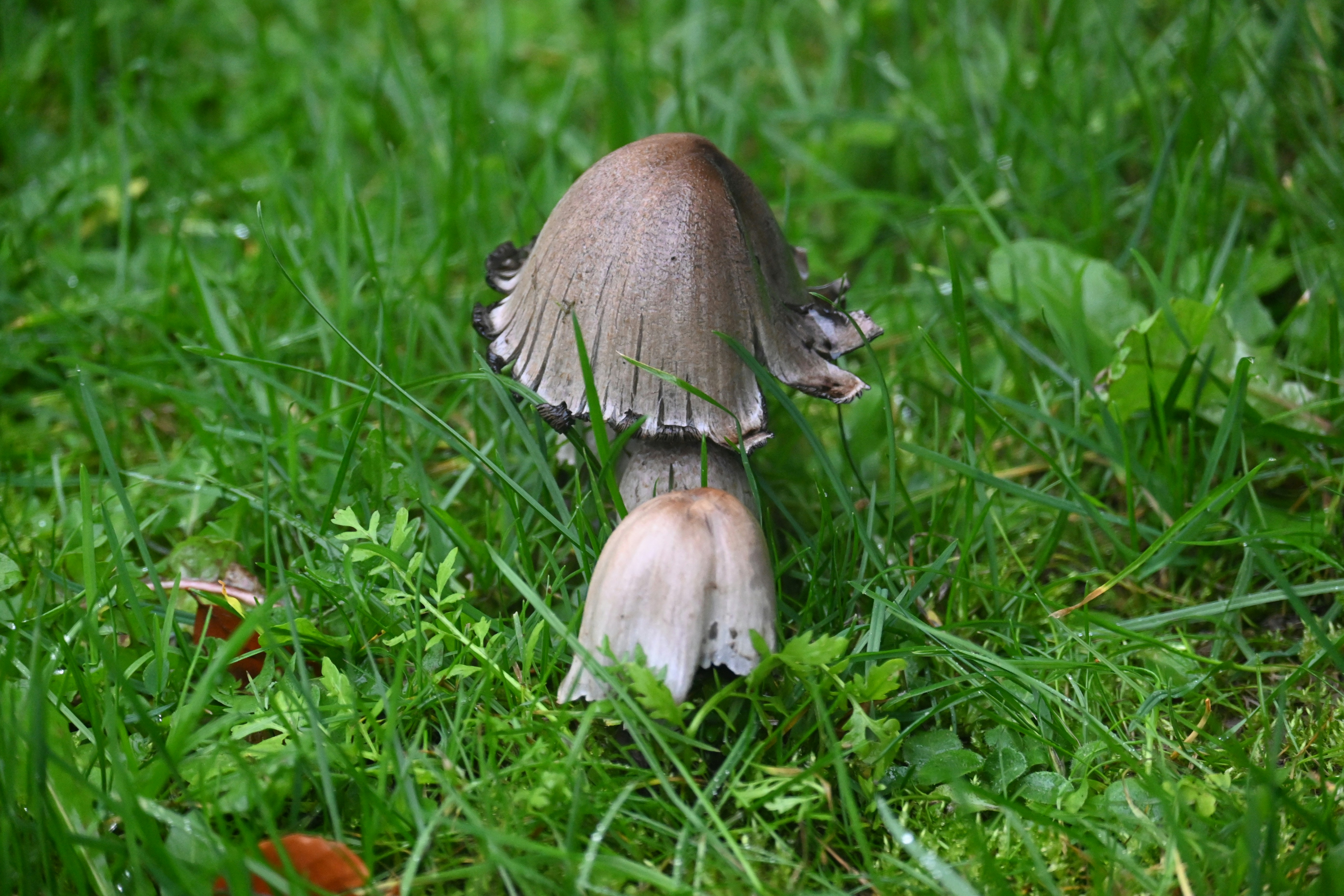 Gljiva koja raste u dvorištu