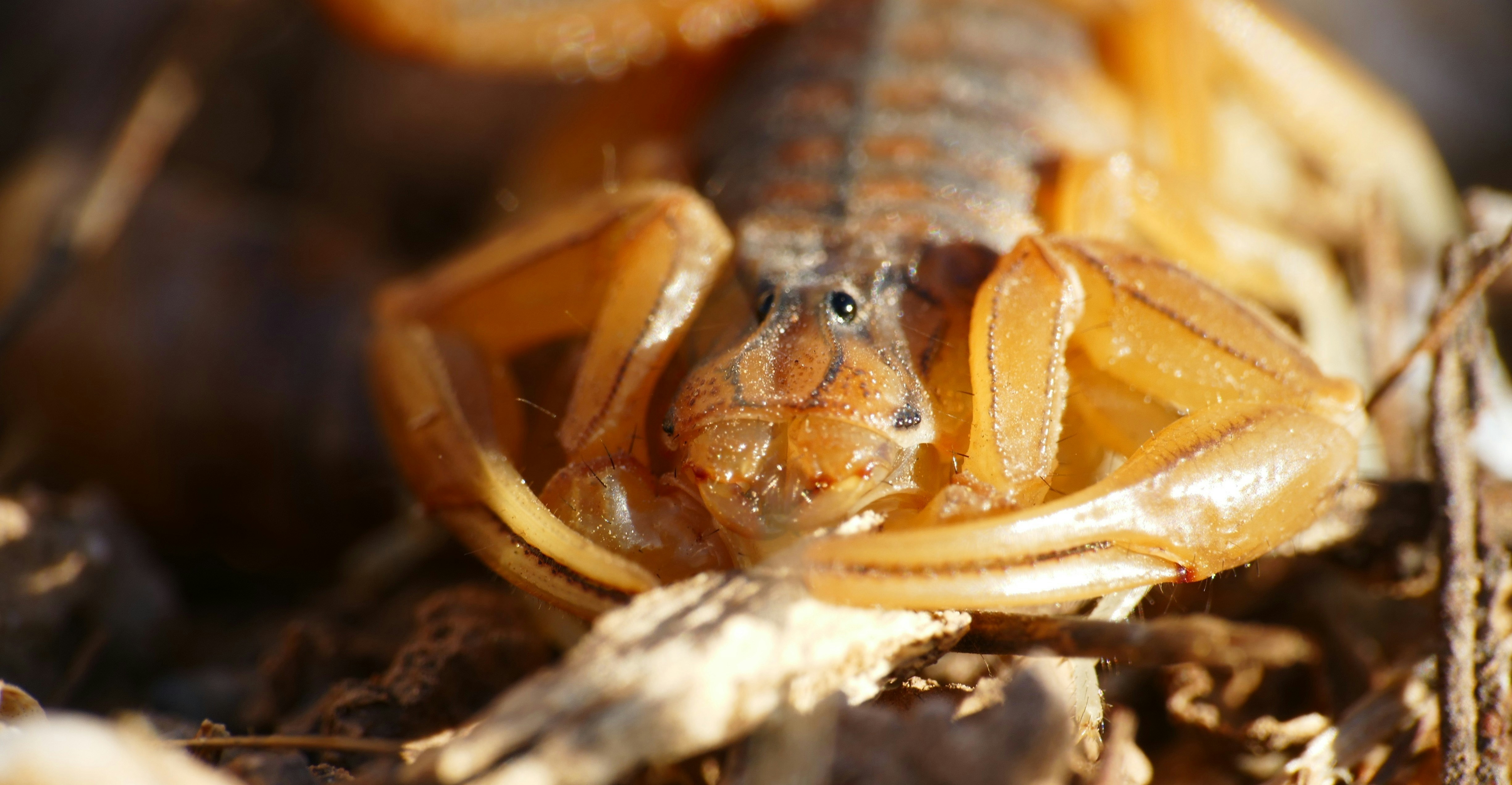 Close-up of a Desert Scorpion's Face with Dramatic Depth